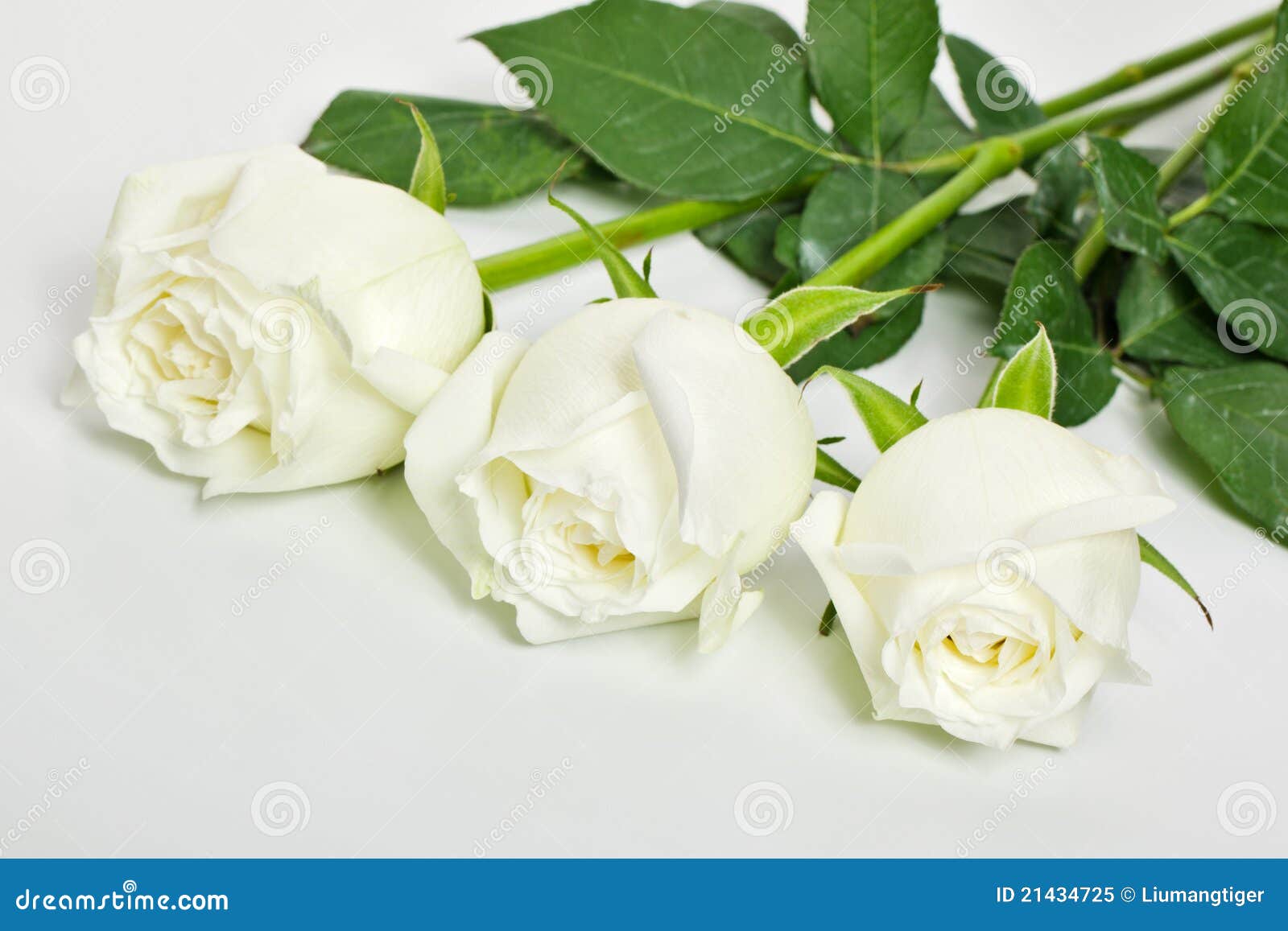 Drie witte rozen stock afbeelding. Image of blad, bloemblaadje - 21434725