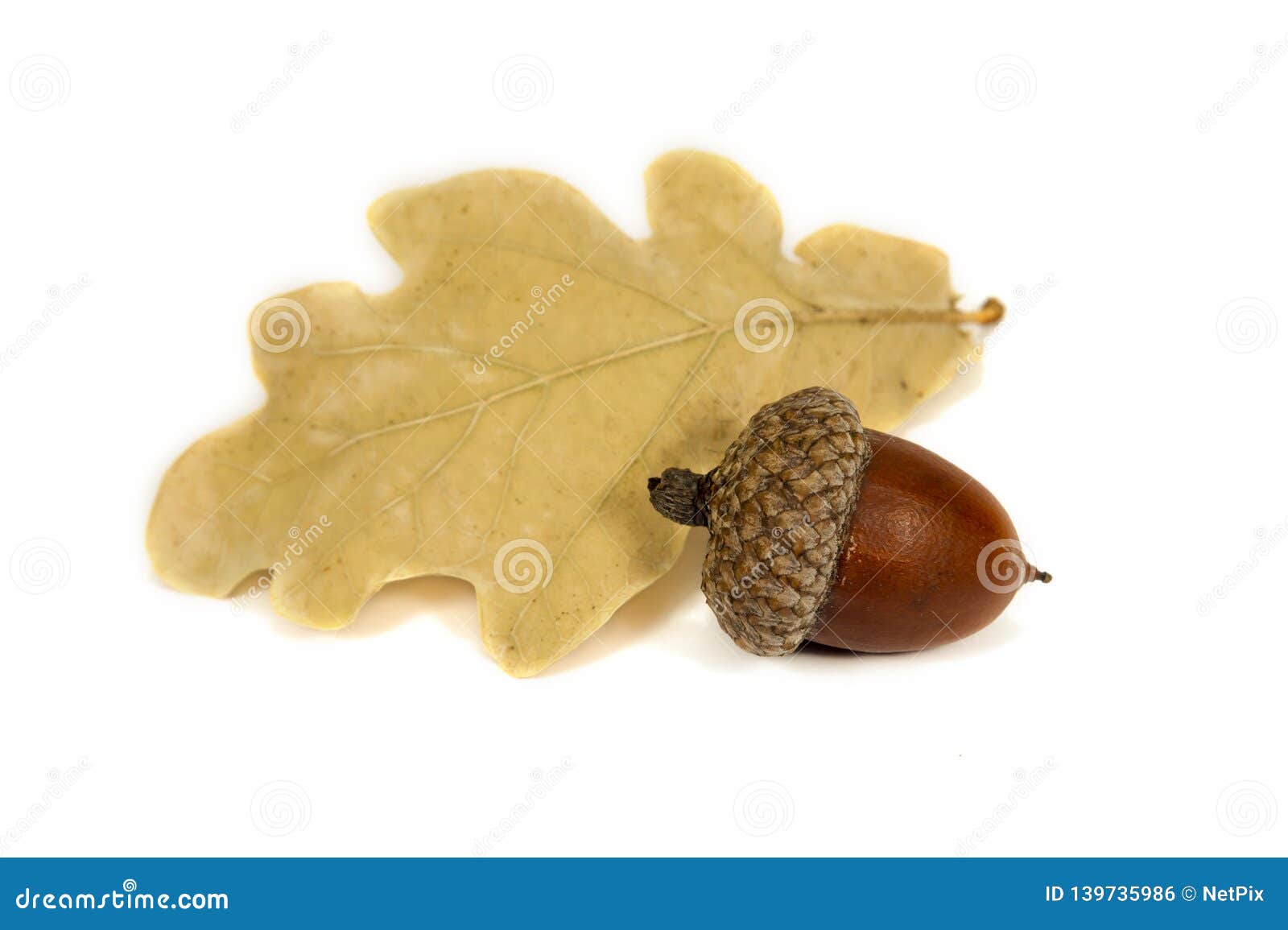 Dried Acorn with Oak Leaf Isolated on White Stock Photo - Image of ...