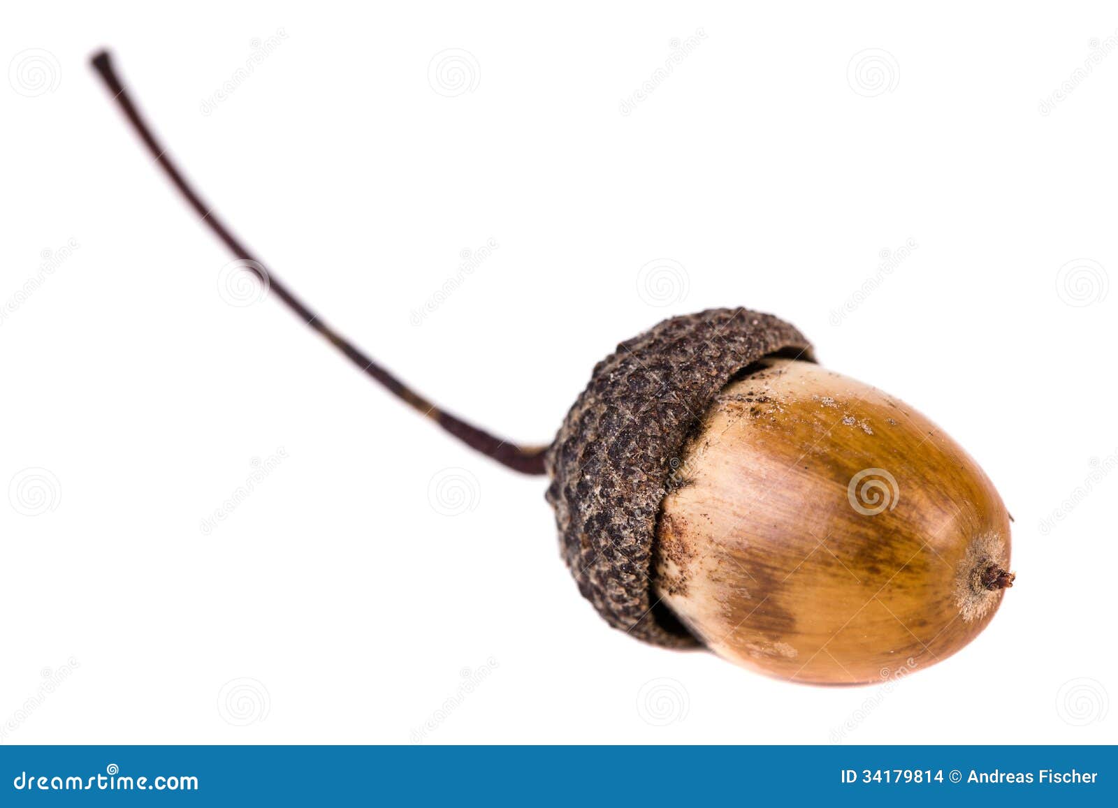 Dried acorn stock photo. Image of design, pile, vivid - 34179814