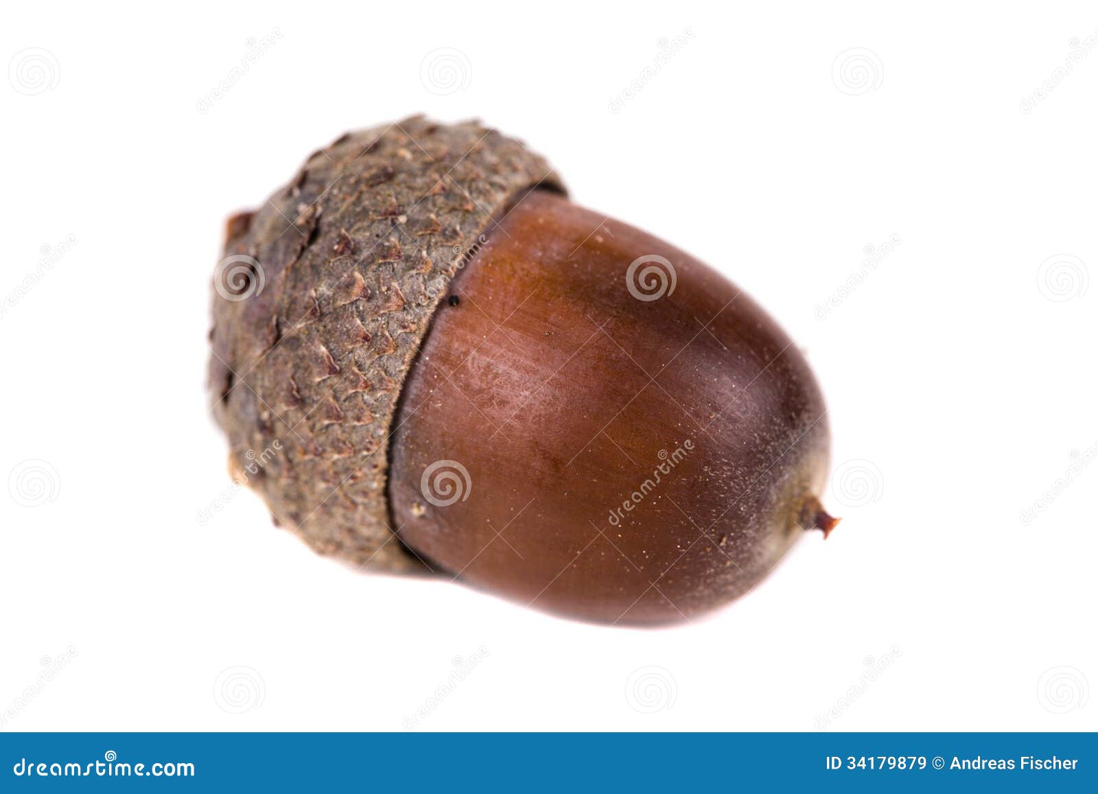Dried acorn stock image. Image of bright, growth, natural - 34179879