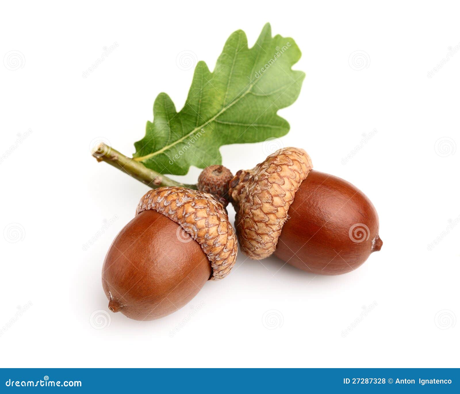 Dried acorns with leaf stock photo. Image of seed, acorn - 27287328
