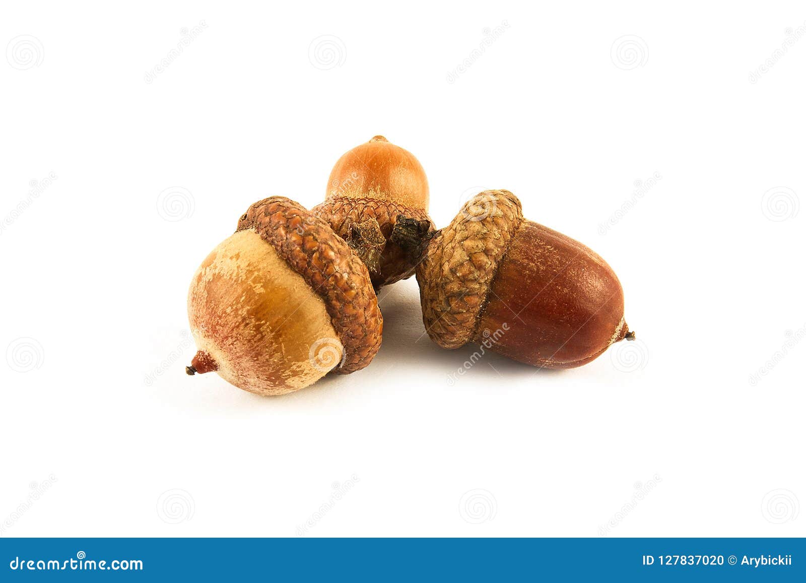 Dried acorns with oak leaf stock photo. Image of acorn - 127837020