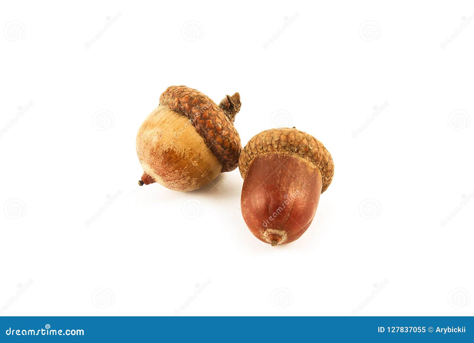 Dried acorns with oak leaf stock image. Image of crop - 127837055