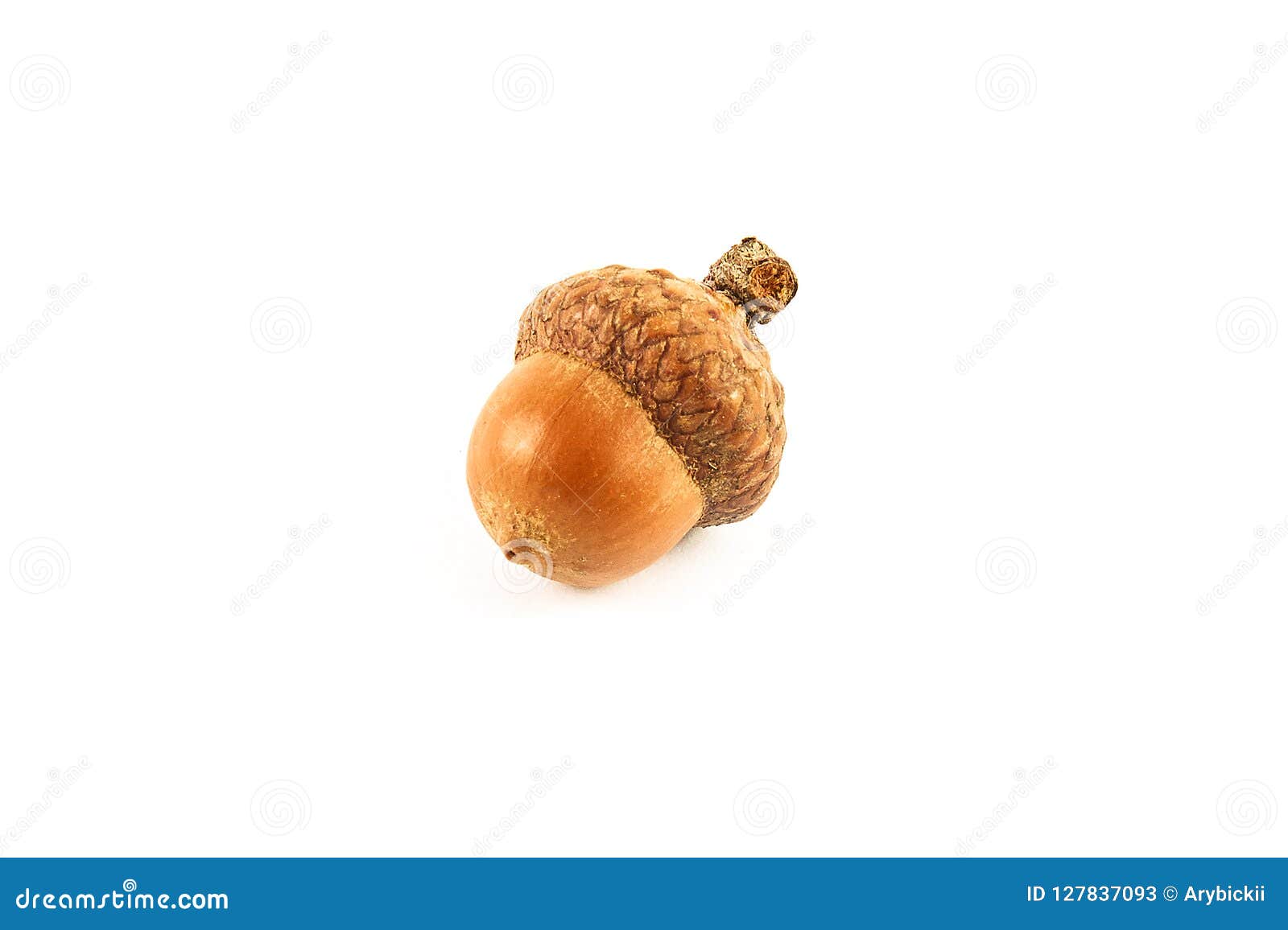Dried acorns with oak leaf stock image. Image of clipping - 127837093
