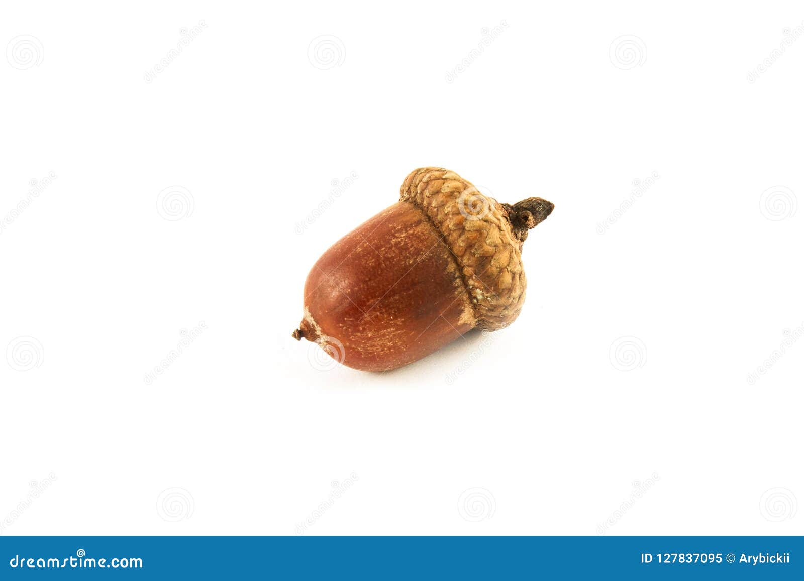 Dried acorns with oak leaf stock image. Image of pine - 127837095