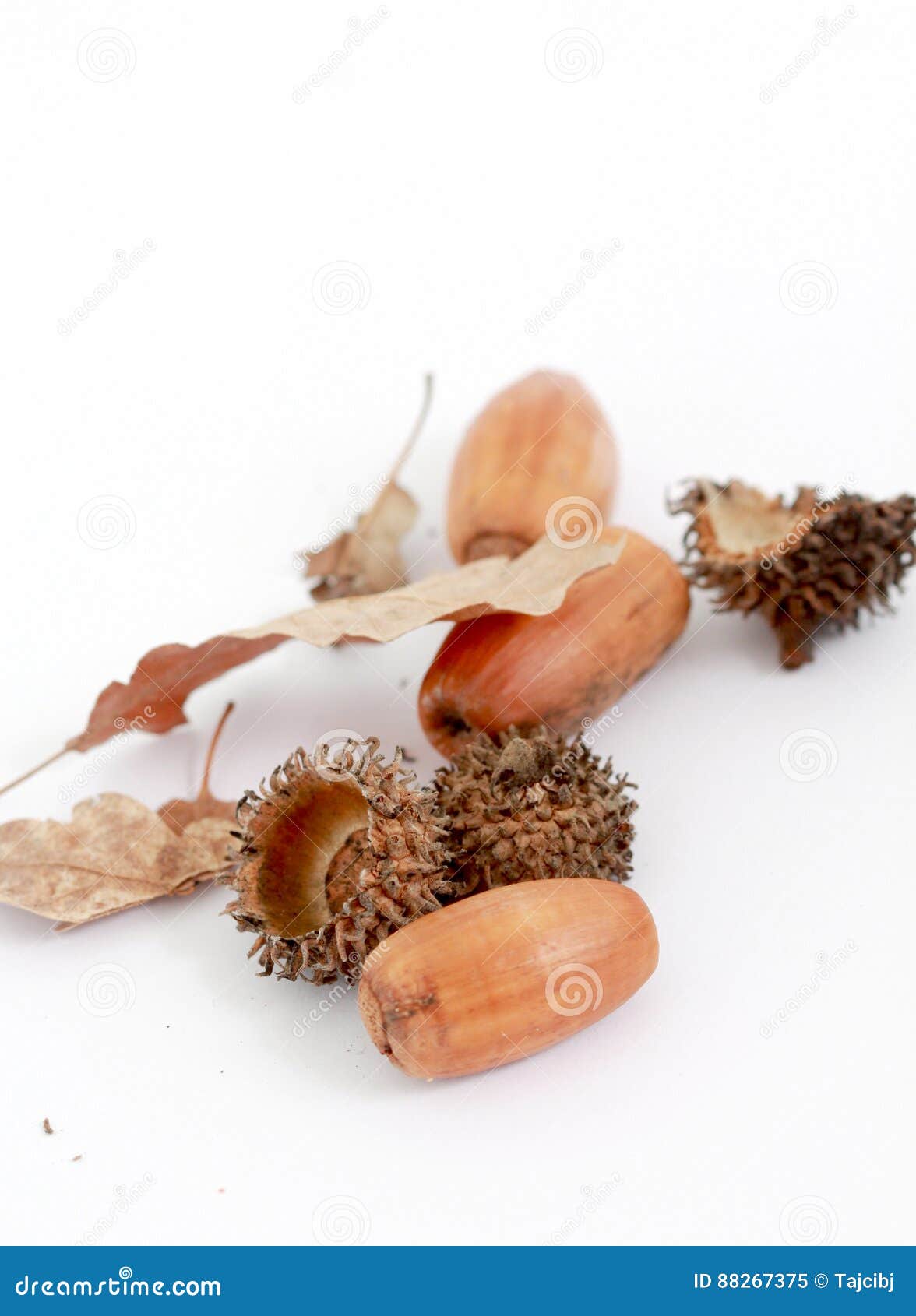 Dried Acorns with Oak Leaves Stock Image - Image of plant, tree: 88267375