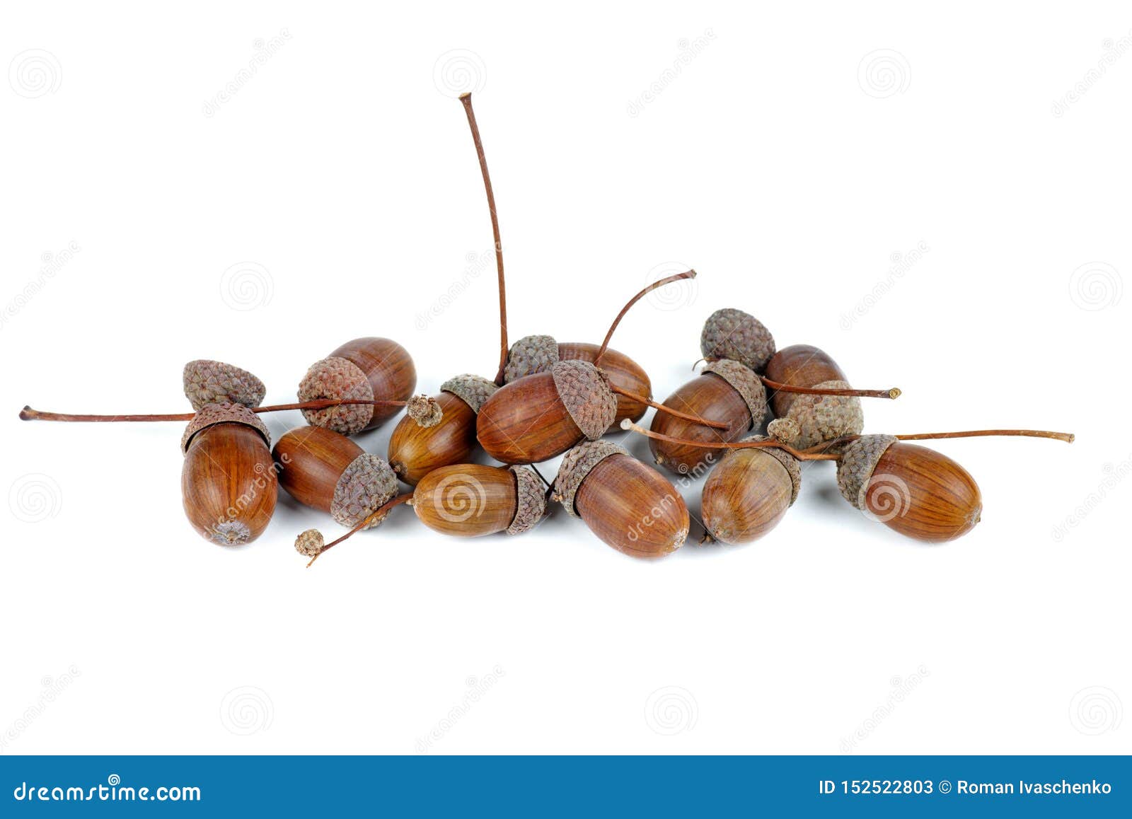 Dried acorns stock image. Image of small, seasonal, nature - 152522803