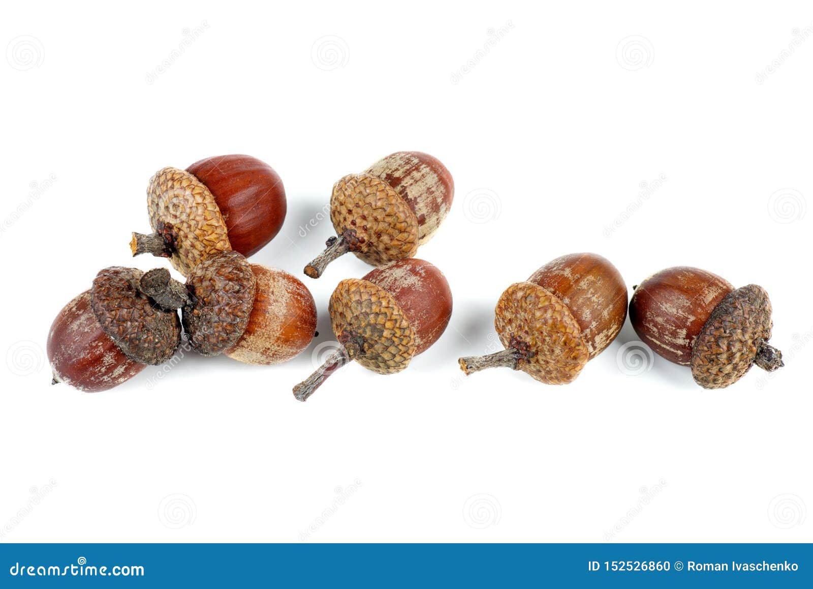 Dried acorns stock photo. Image of plant, flora, autumn - 152526860