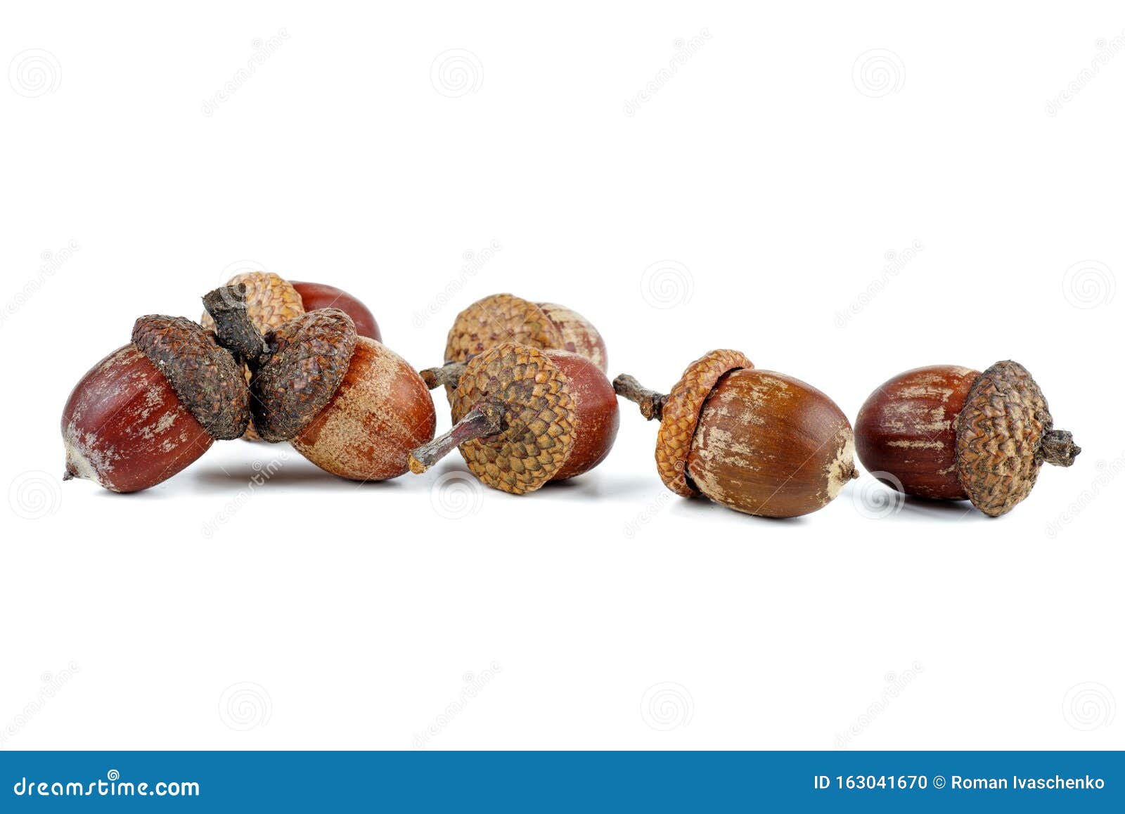 Dried acorns stock photo. Image of closeup, acorn, flora - 163041670