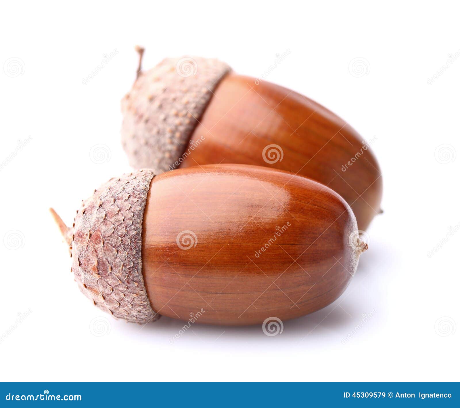 3,221 Dried Acorns Stock Photos - Free & Royalty-Free Stock Photos from ...