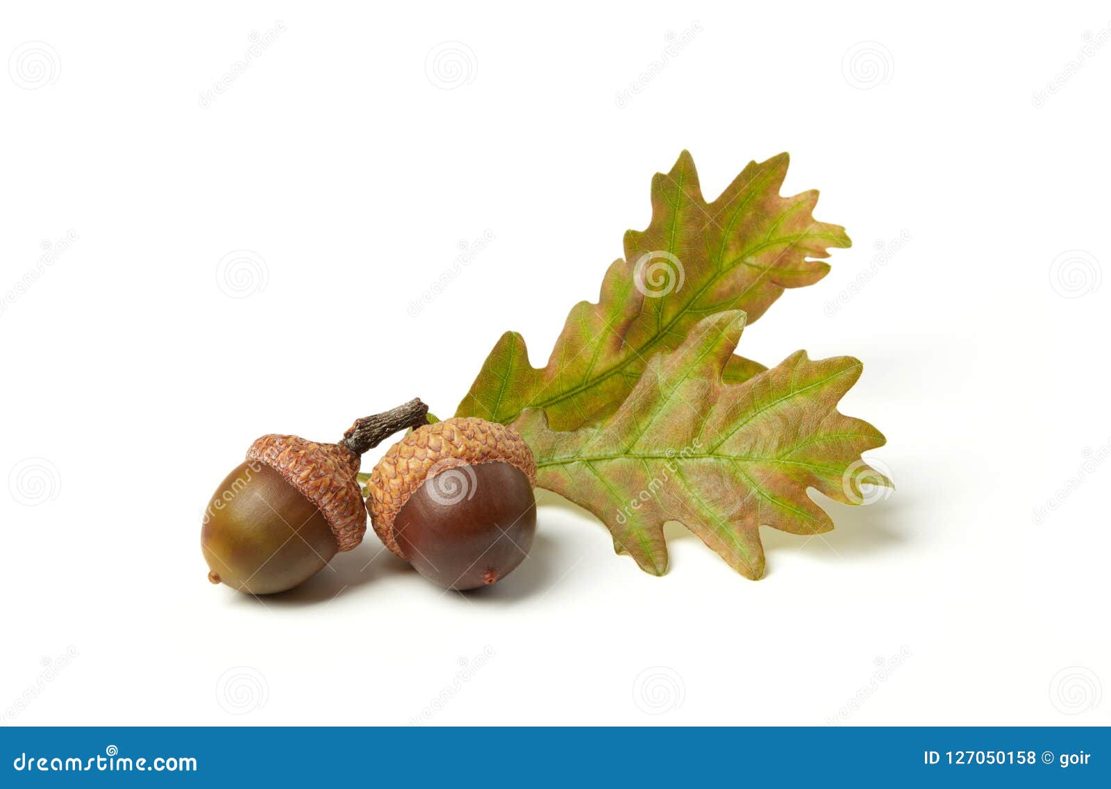 Dried acorns on white stock photo. Image of color, environment - 127050158