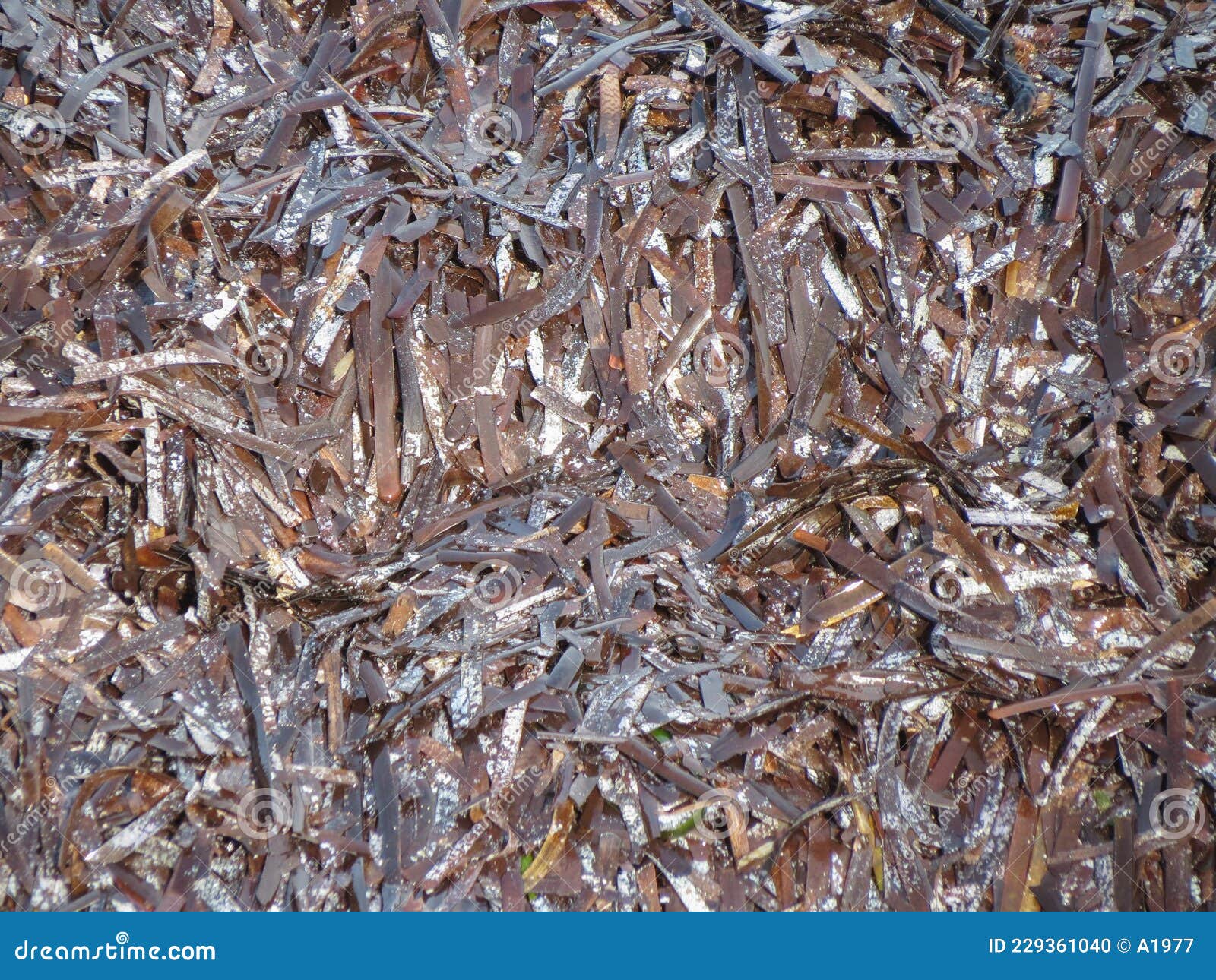 Dried algae drift stock photo. Image of brown, nature - 229361040