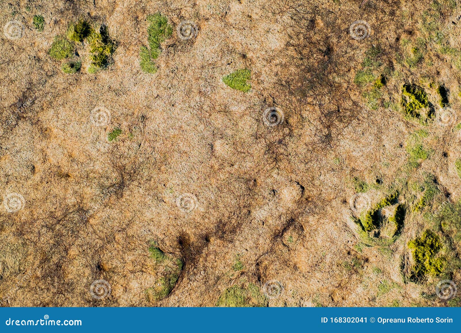 Sea Algae On A Sand Ground Royalty-Free Stock Photo | CartoonDealer.com ...