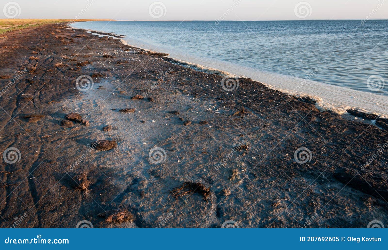 Dried Algae on the Shore of the Shallowing Drying Tuzlovsky Estuary ...