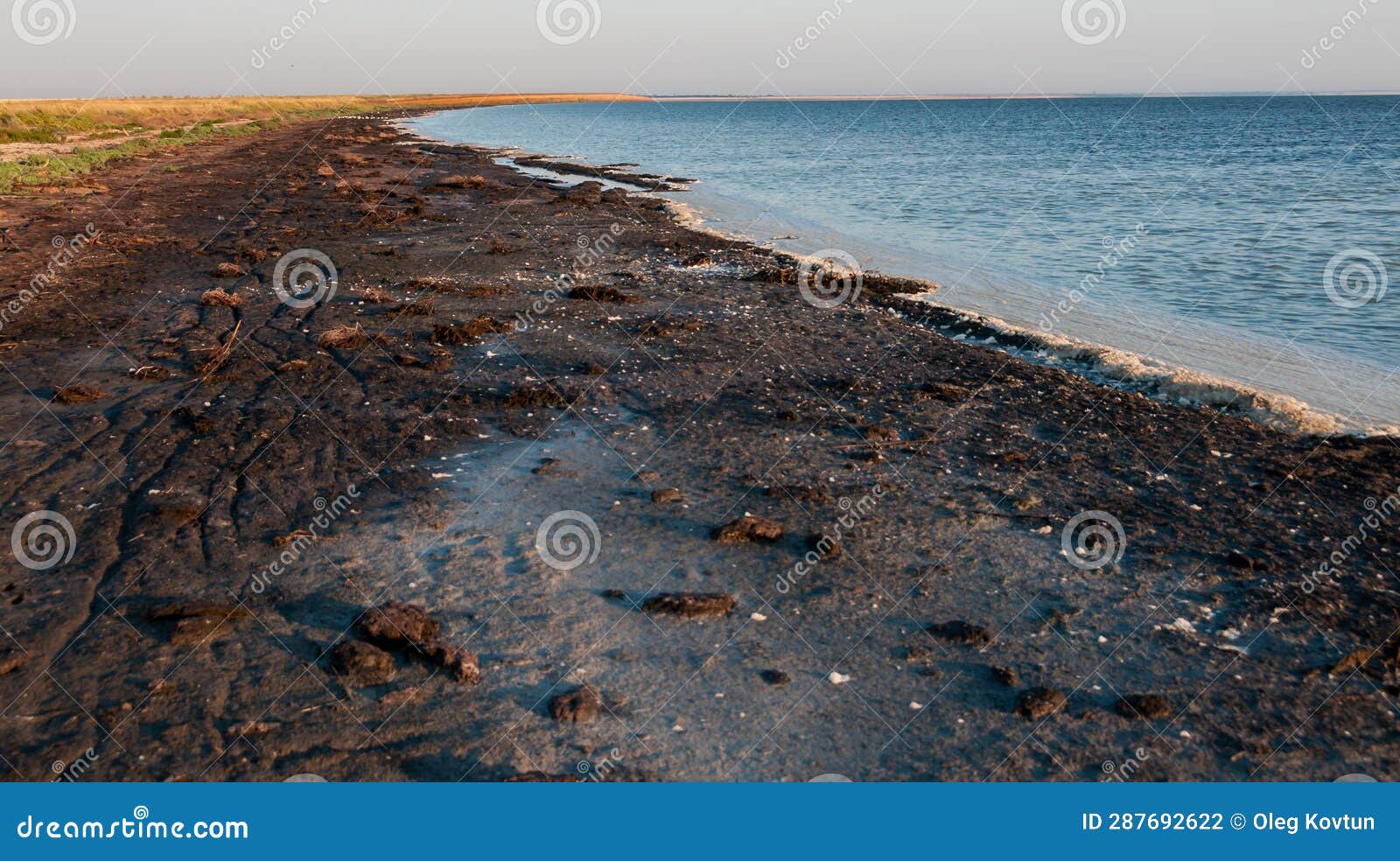 Dried Algae on the Shore of the Shallowing Drying Tuzlovsky Estuary ...