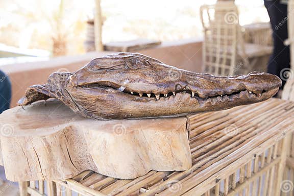 Dried Alligator Head on the Table Stock Photo - Image of nature, animal ...