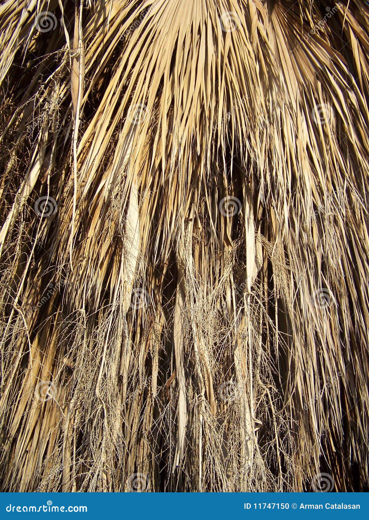 Dried anahaw leaves stock photo. Image of autumn, abstract - 11747150