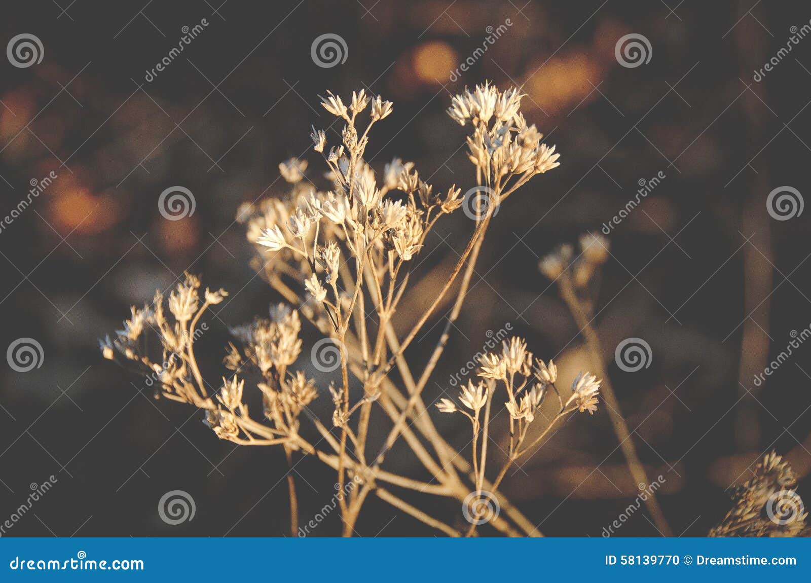 Dried Antique Flower with Rustic Earthy Background. Stock Photo - Image ...
