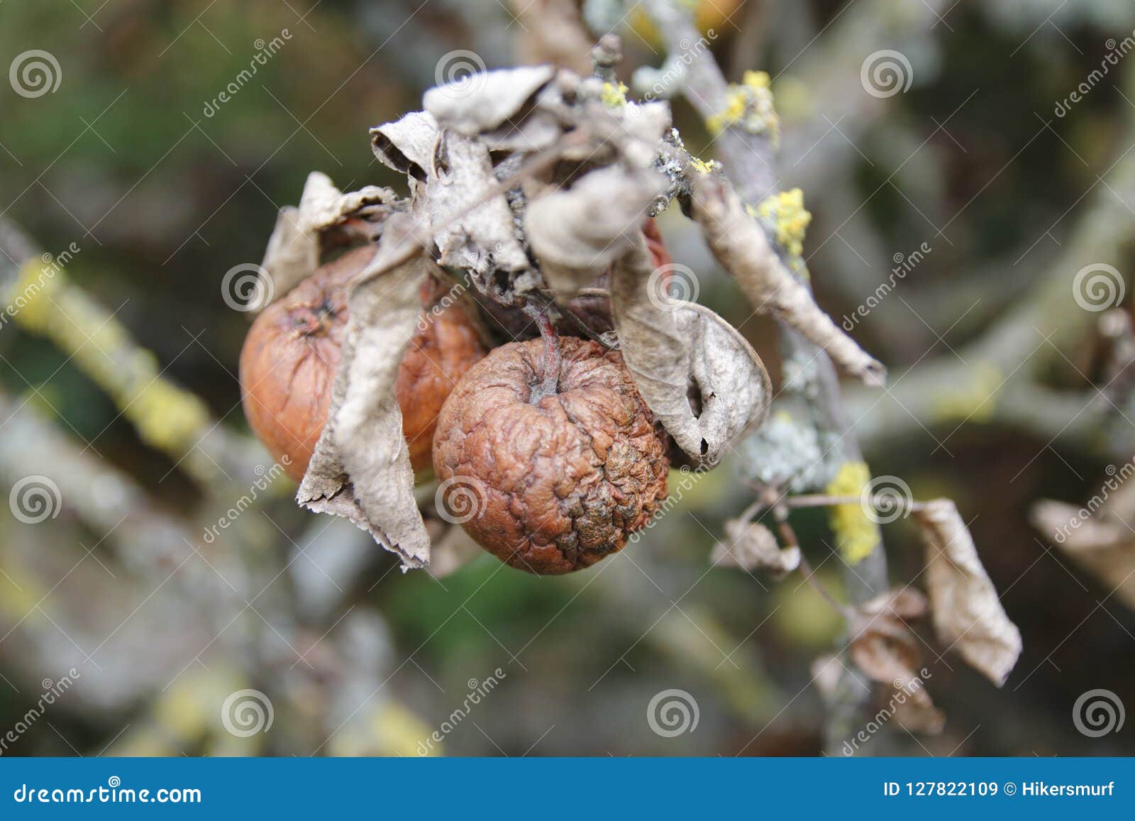 Dried Apple with Dry Leaves, on a Broken Apple Tree Branch Stock Image ...