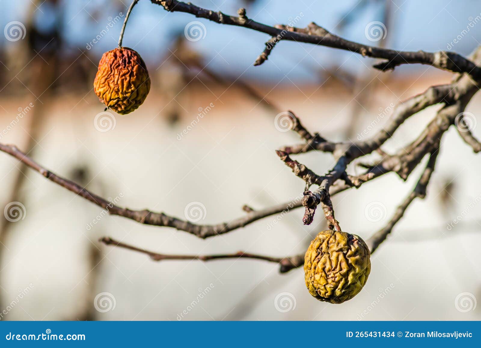 Dried Apples in the Tree Canopy Stock Photo - Image of botanical ...