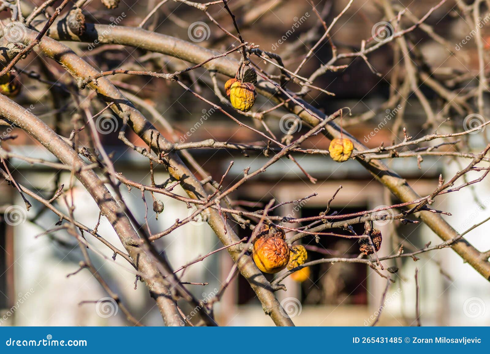 Dried Apples in the Tree Canopy Stock Image - Image of ecology, damage ...