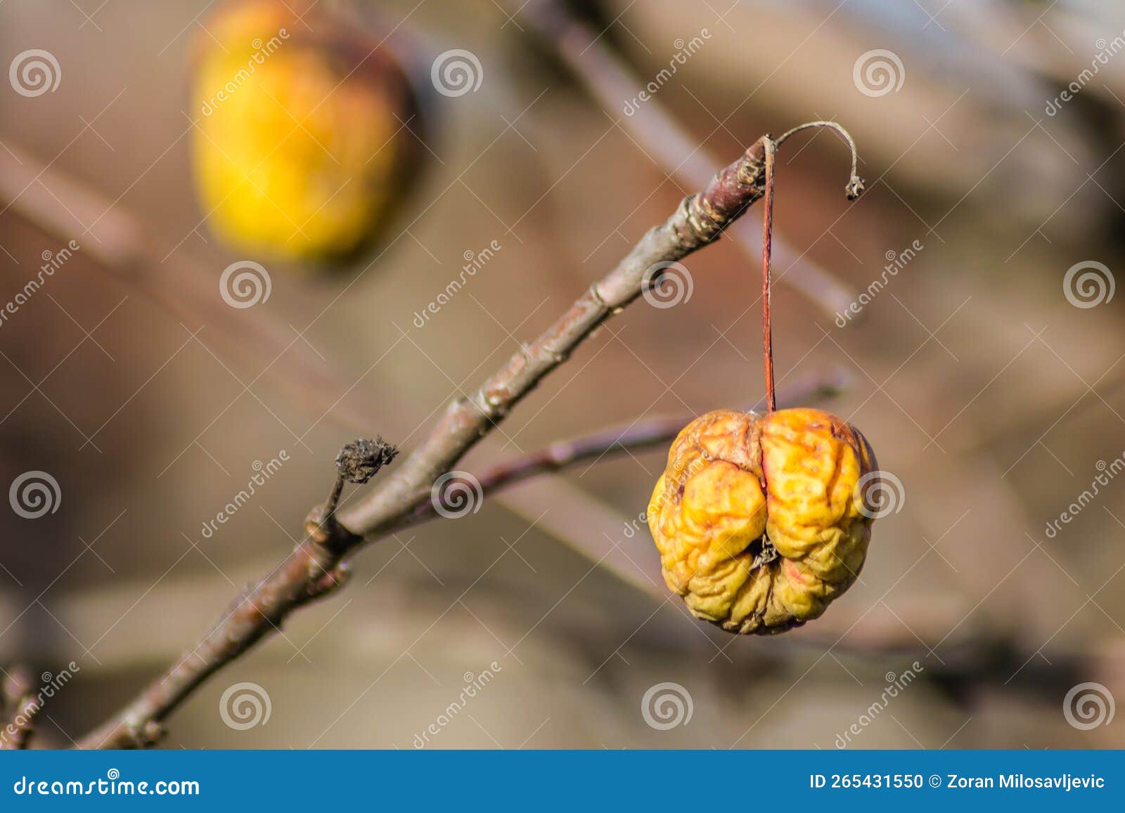 Dried Apples in the Tree Canopy Stock Photo - Image of autumn ...
