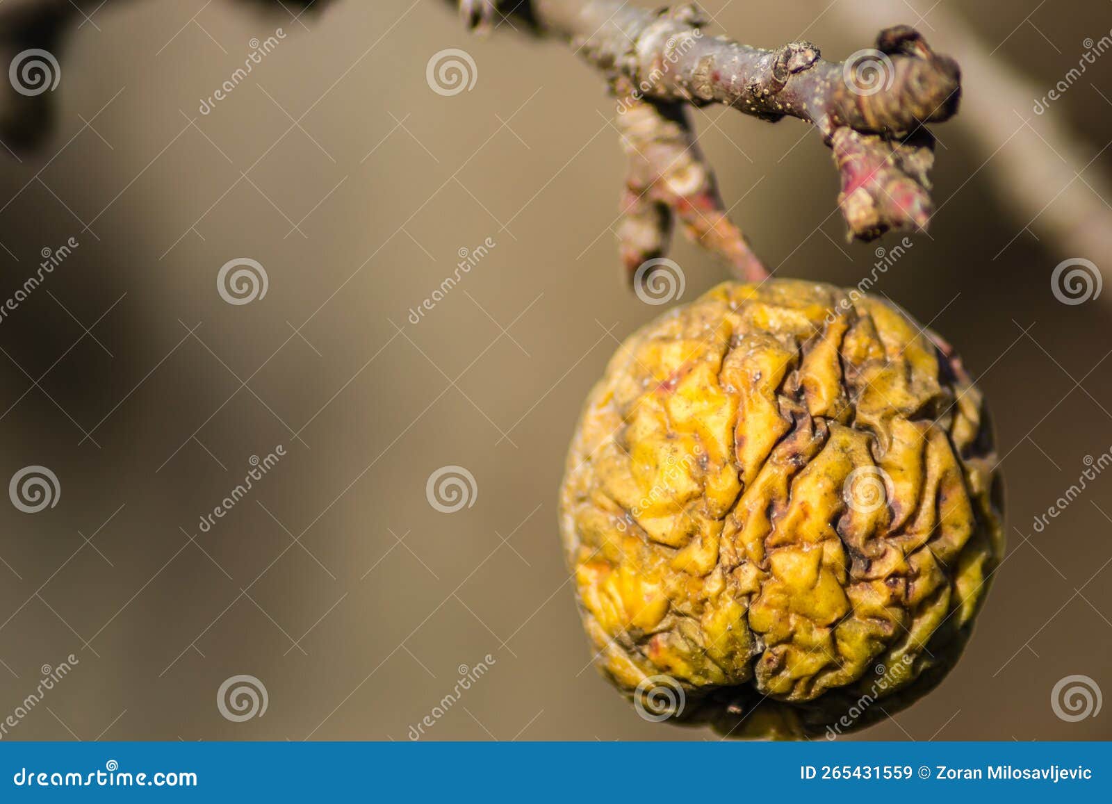 Dried Apples in the Tree Canopy Stock Image - Image of fall, fruits ...