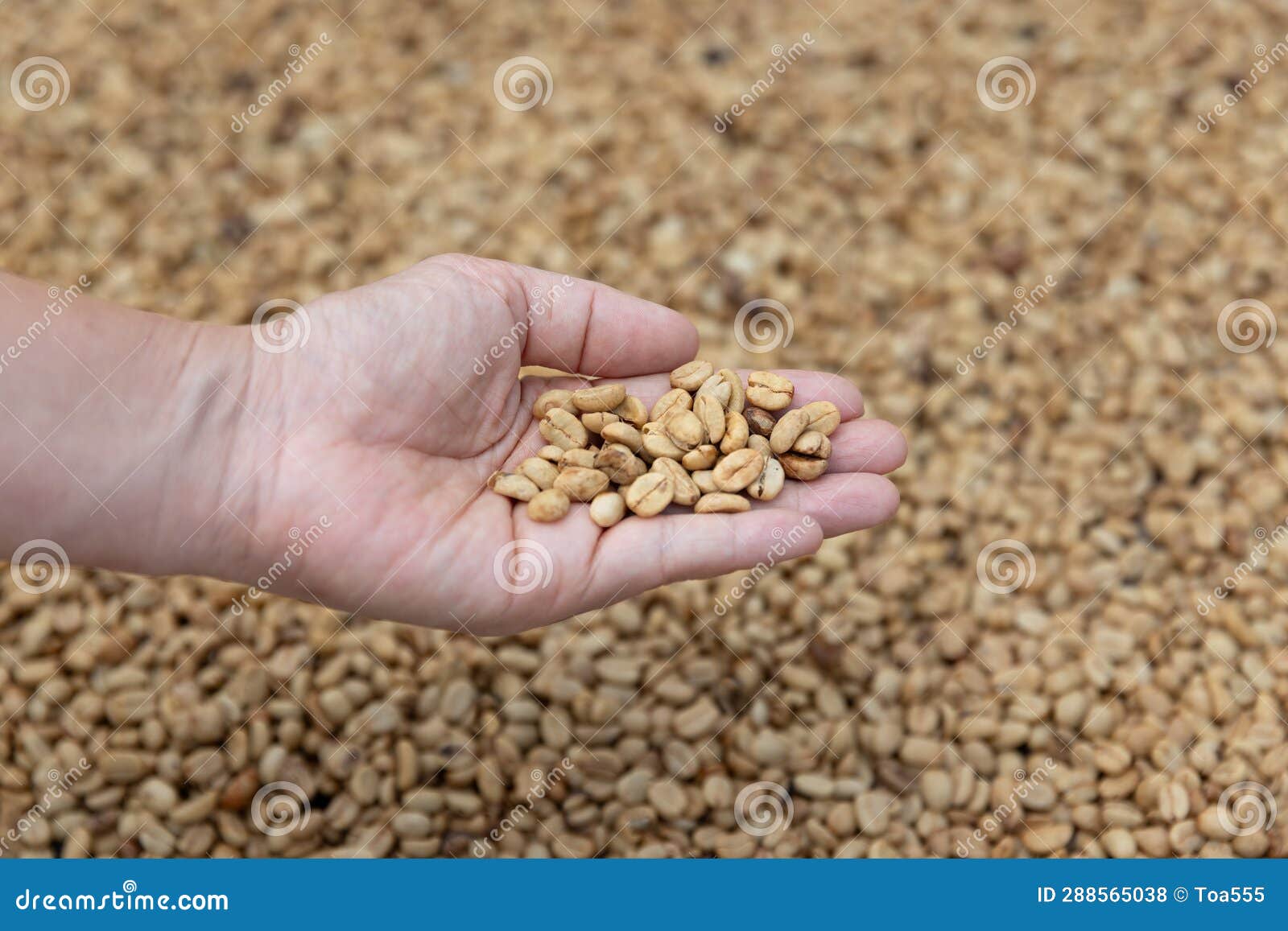 Dried Arabica Coffee after Wet Process in Greenhouse Solar Drying ...