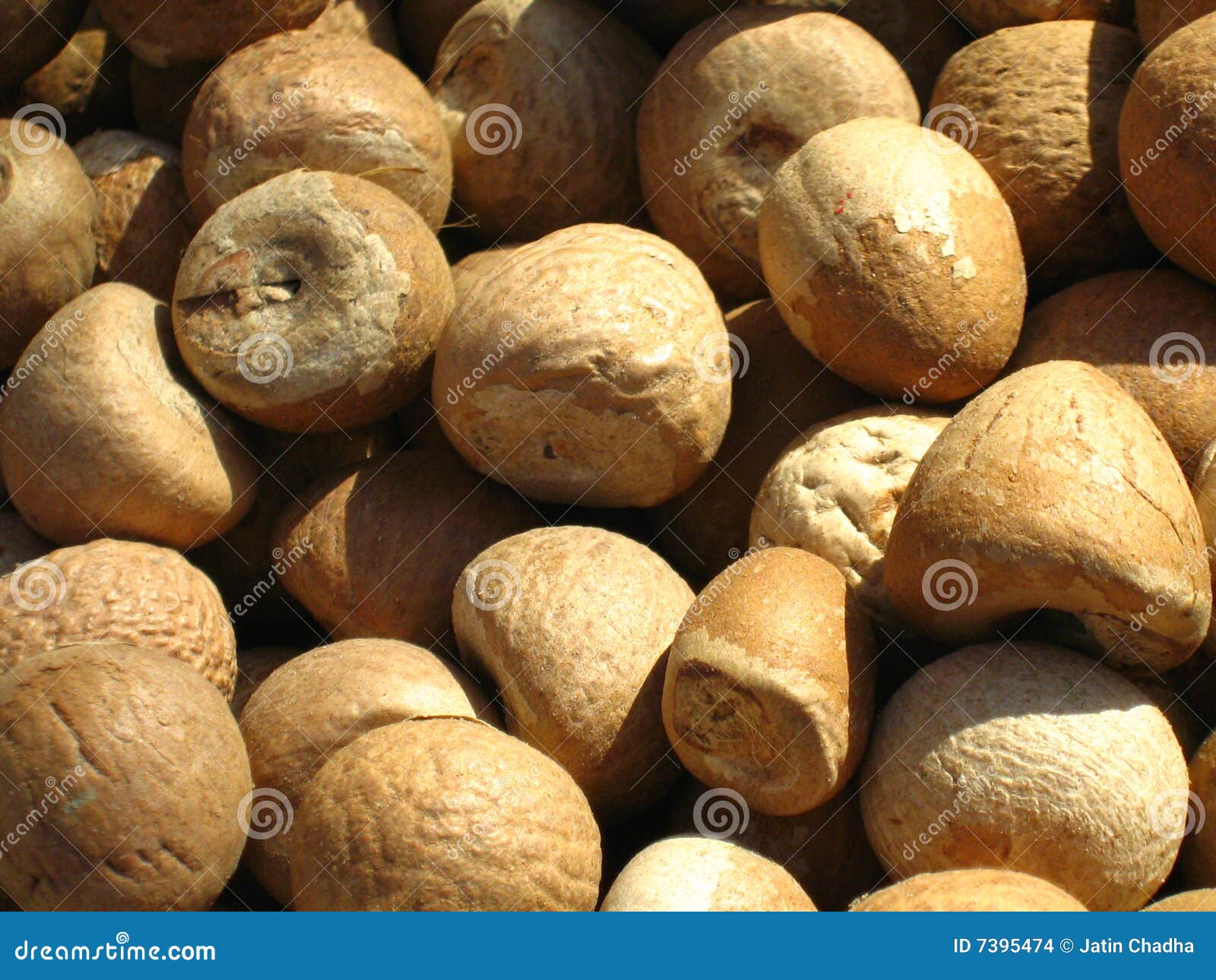 Dried Areca nuts close up stock photo. Image of seeds - 7395474