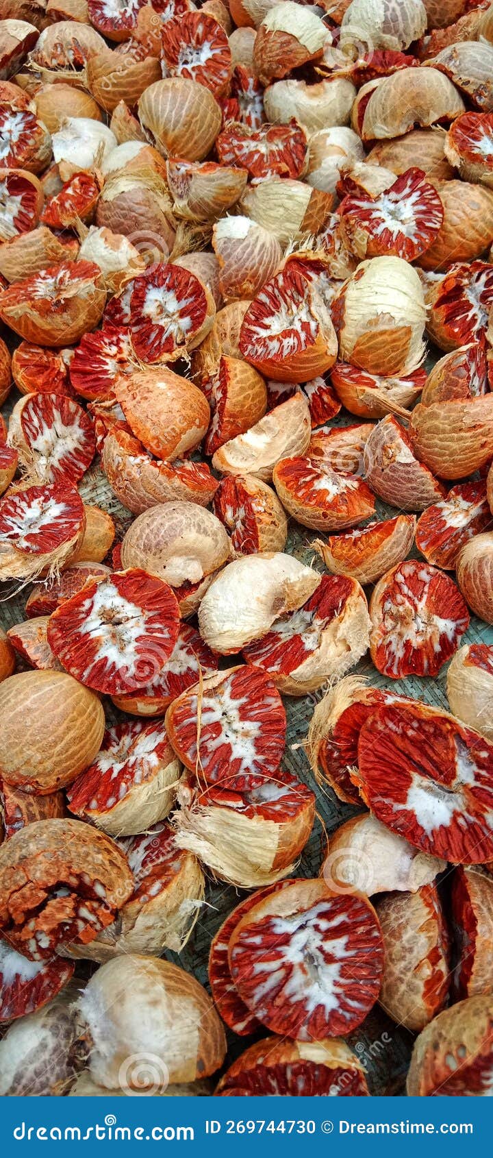 Dried Areca Nuts that are Still Drying Stock Photo - Image of areca ...