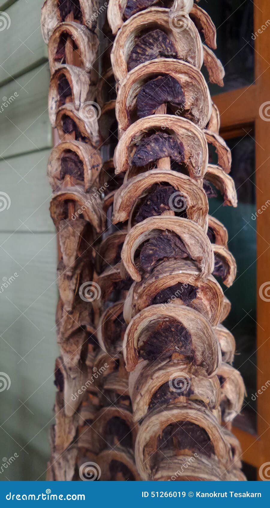 Dried Areca palm stock image. Image of betal, palm, areca - 51266019