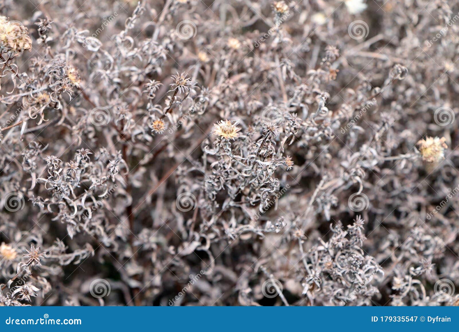 Dried Aster Flowers in the Early Spring. Michaelmas Daisy Stock Image ...
