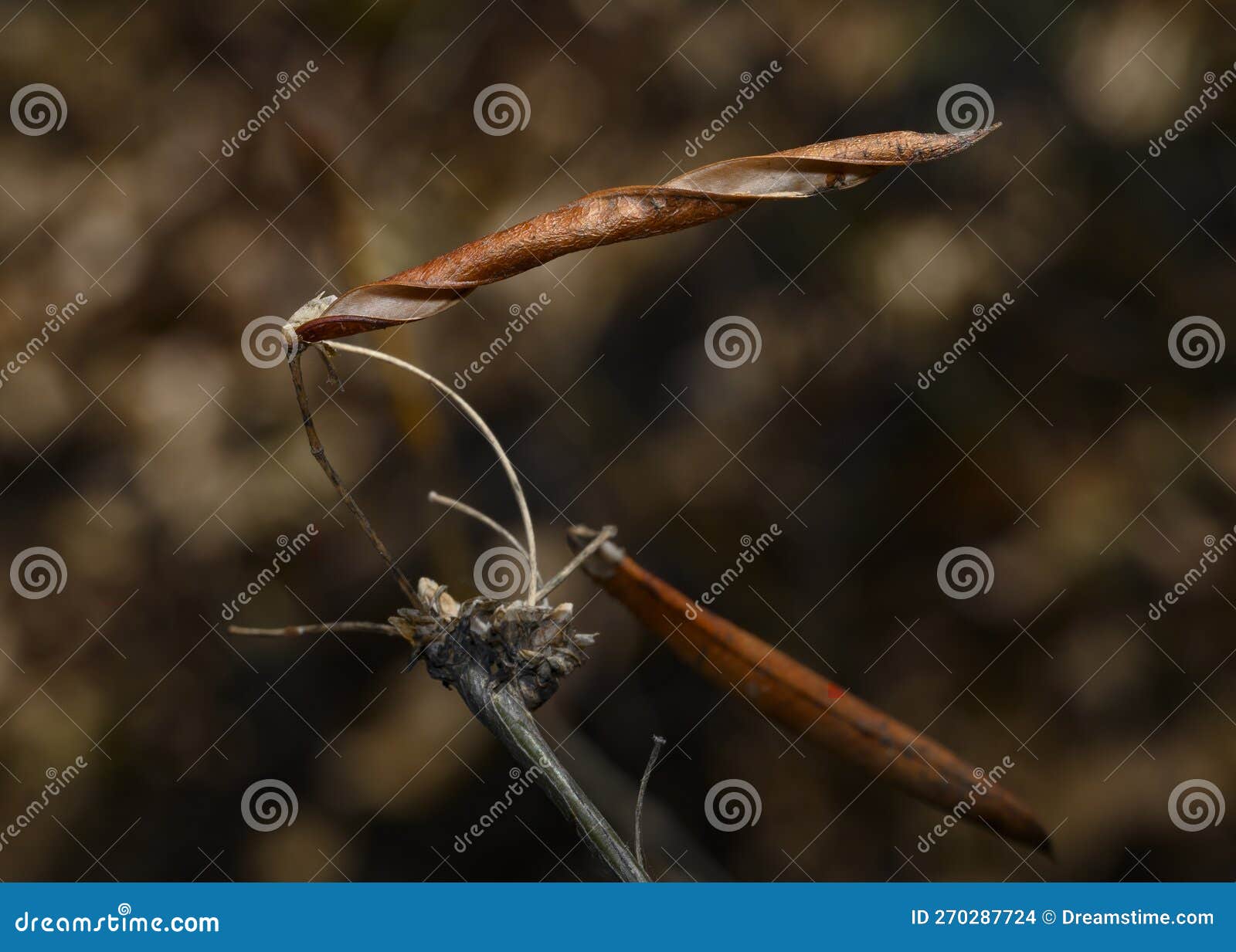 A Dried Autumn Leaf Coiled into a Spiral Stock Photo - Image of spiral ...