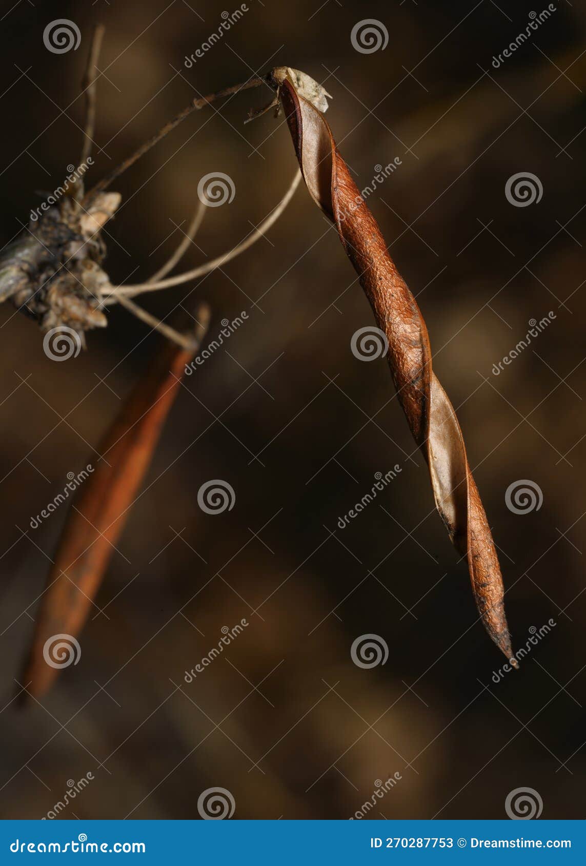 A Dried Autumn Leaf Coiled into a Spiral Stock Image - Image of leaf ...