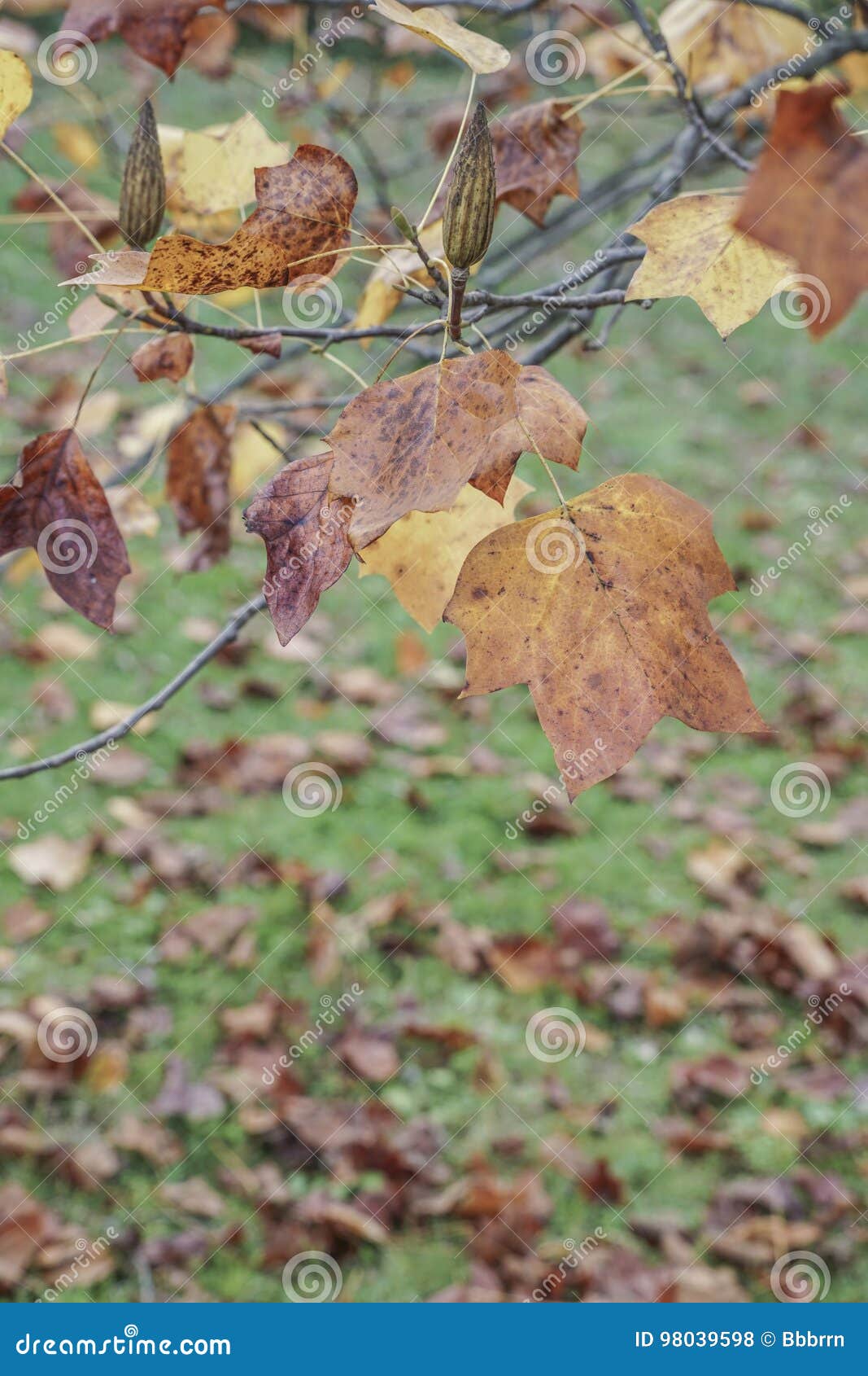 Dried Autumn Leaves on a Brach in a Park Stock Photo - Image of ...