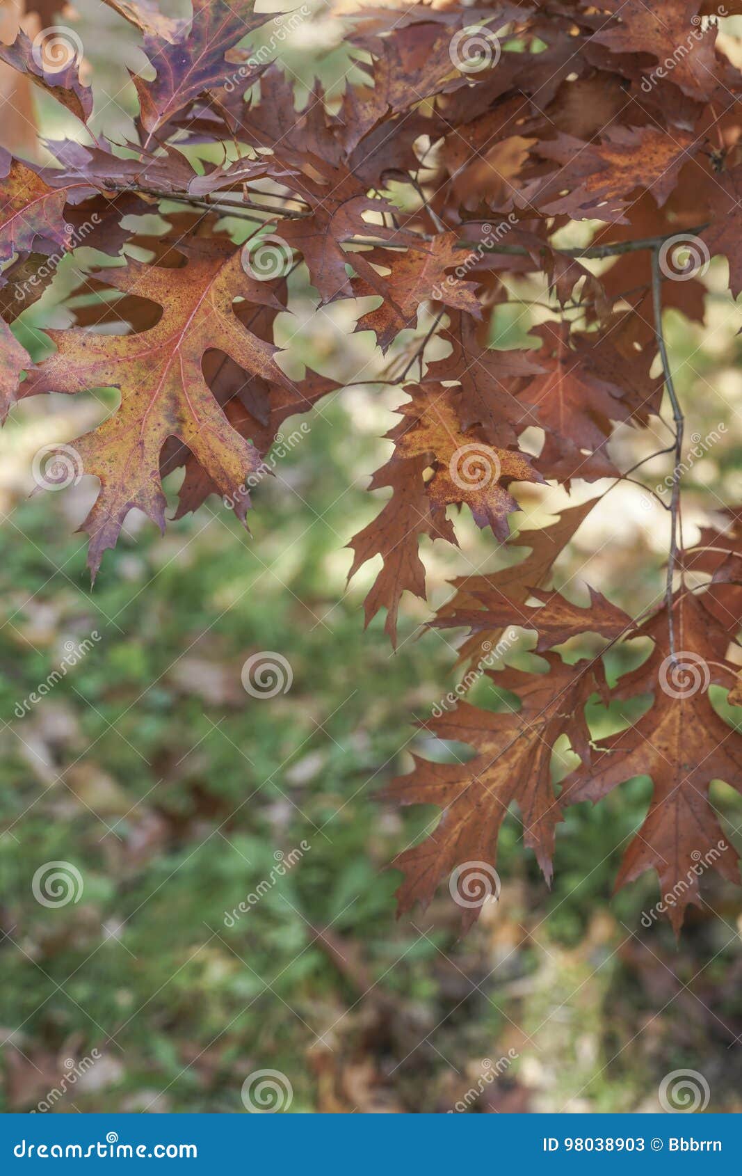 Dried Autumn Leaves on Braches in a Park Stock Image - Image of leaves ...