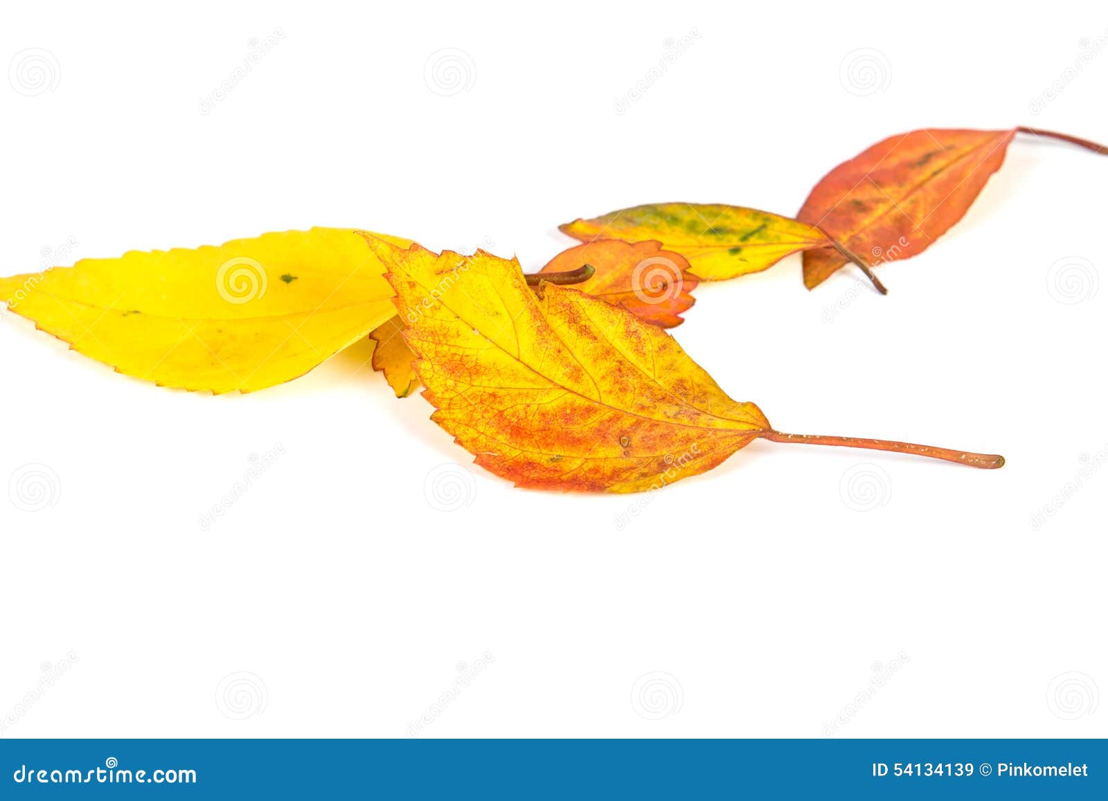 Dried Autumn Leaves Falling Down on White Floor , Selective Focus Stock ...