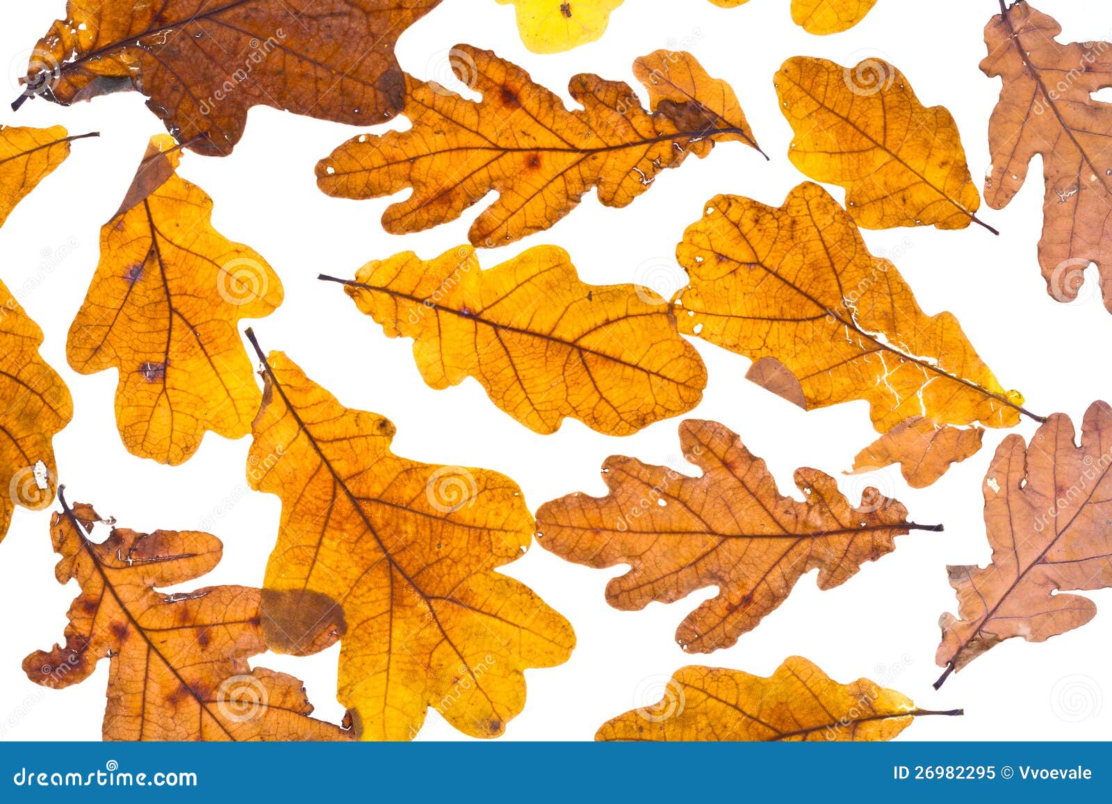 Dried autumn oak leaves stock image. Image of white, fall - 26982295