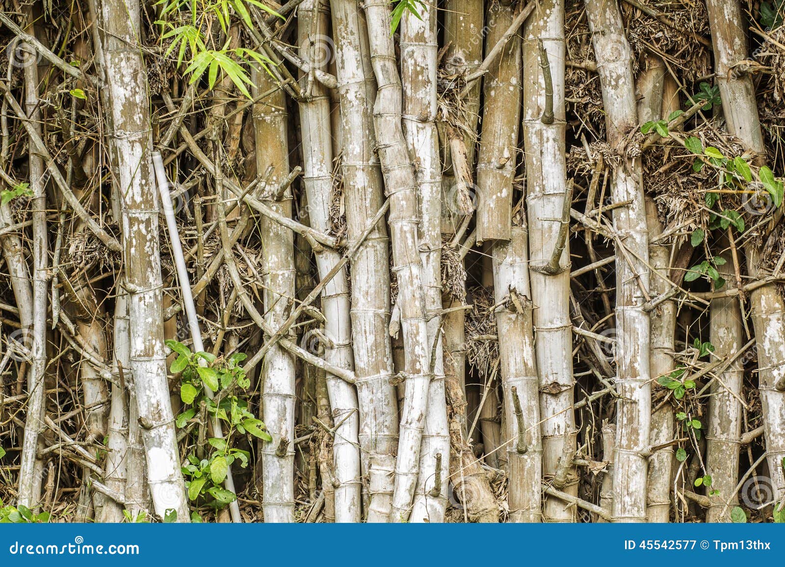 Dried bamboo background stock image. Image of asia, background - 45542577