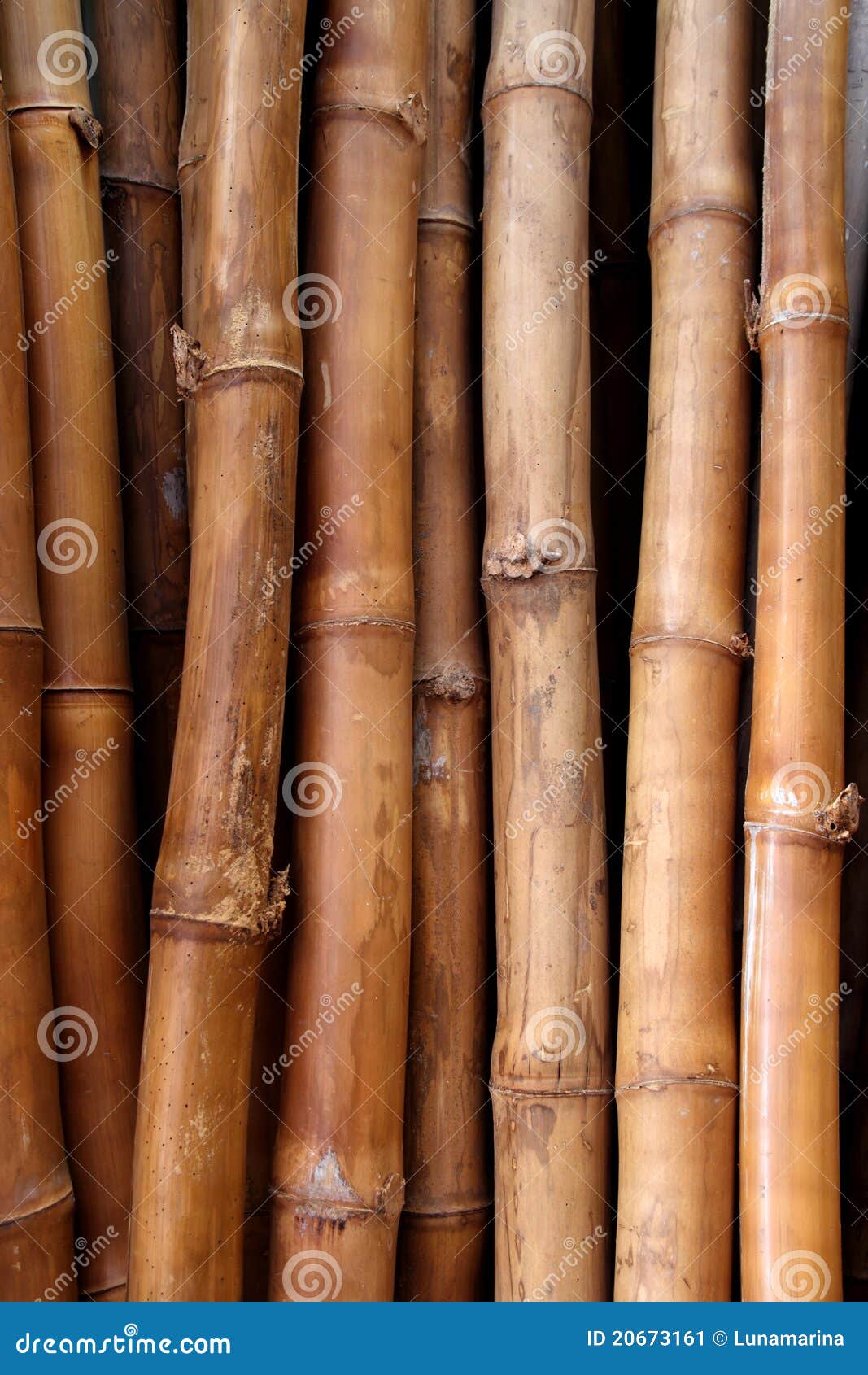 Dried Bamboo Cane Trunk Texture Royalty-Free Stock Photography ...