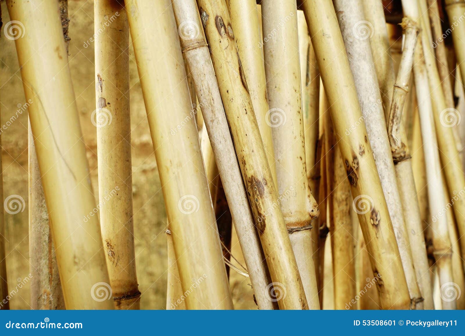 Dried Bamboo Fence Background Stock Image - Image of bundle, bind: 53508601