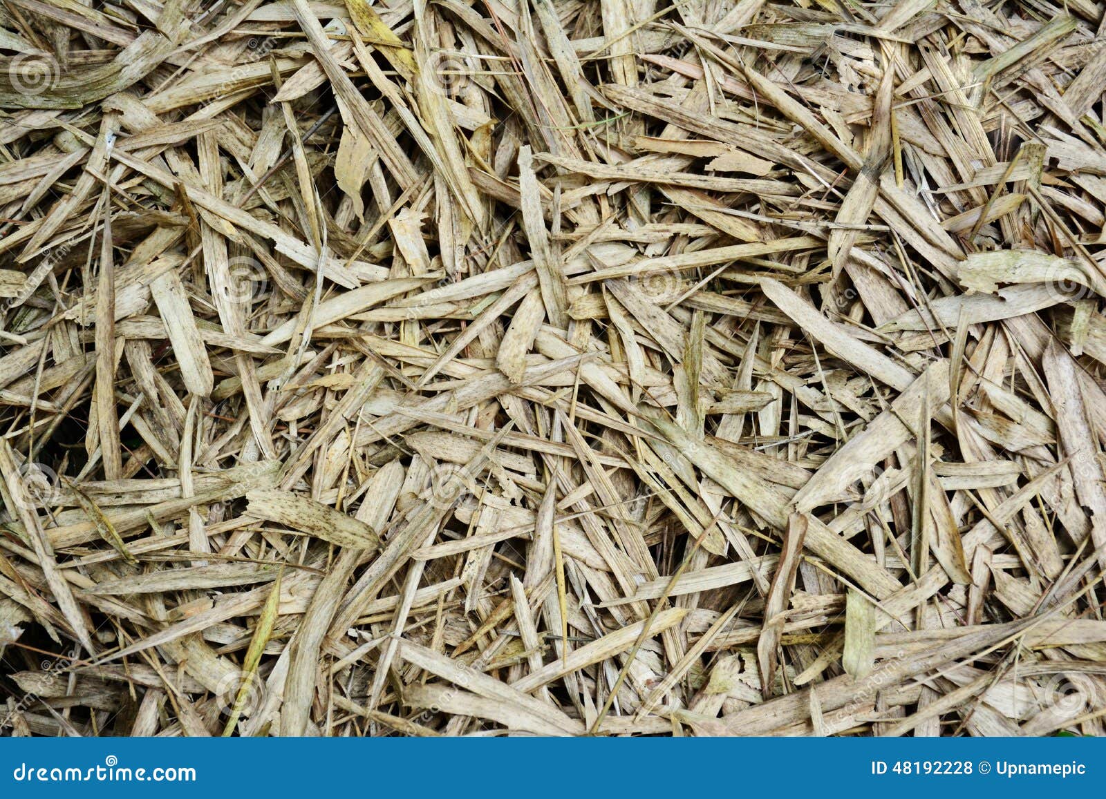 Dried bamboo leaf. stock photo. Image of foliage, texture - 48192228