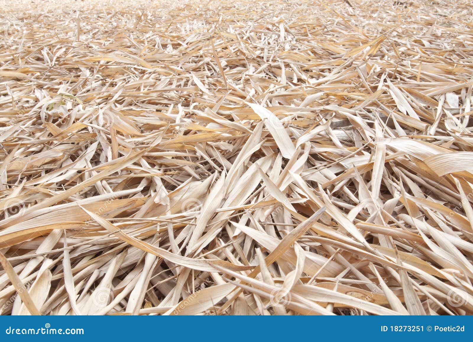 Dried Bamboo Leaves stock image. Image of asian, panda - 18273251