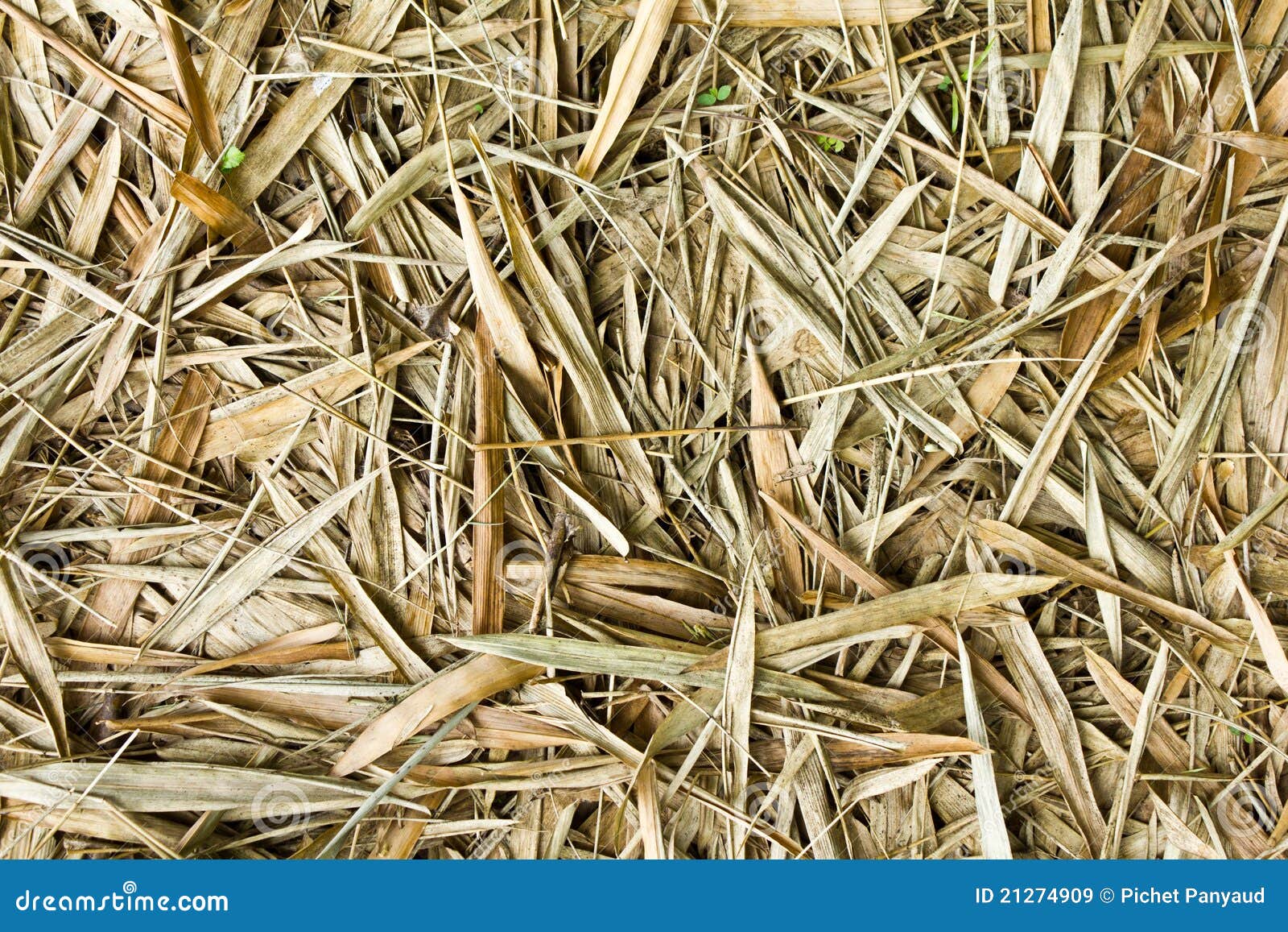 Dried bamboo leaves stock image. Image of paintbrush - 21274909