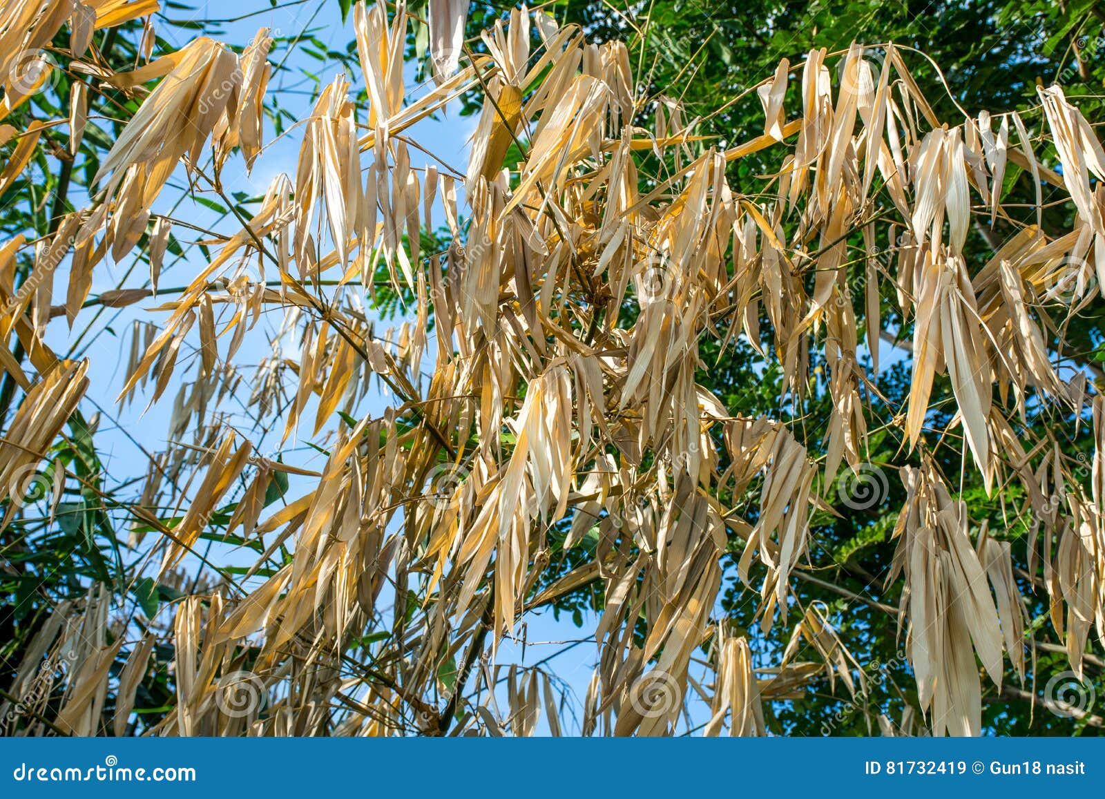 Dried bamboo leaves stock image. Image of scene, tropical - 81732419