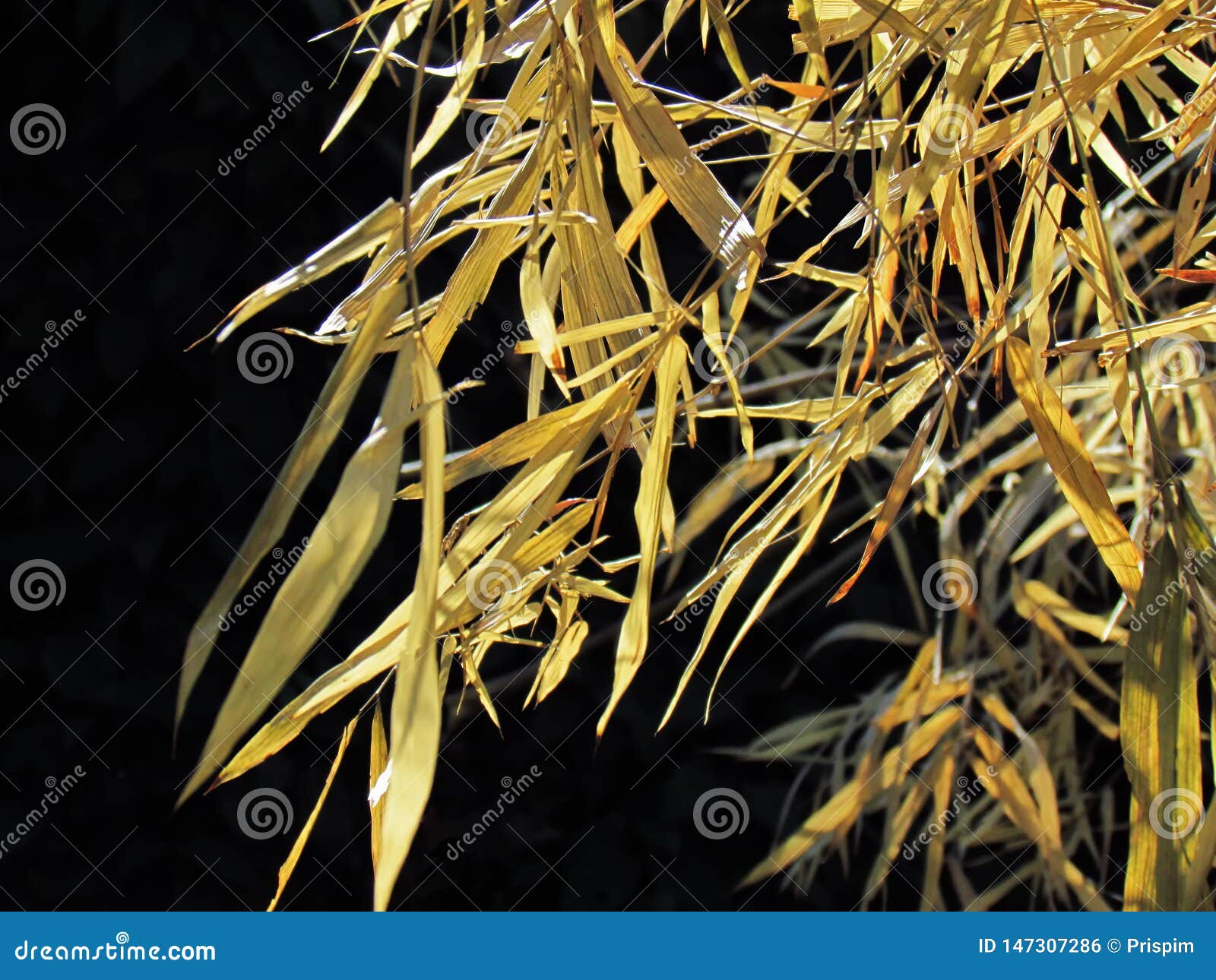 Dried Bamboo Leaves with Black Background. Stock Photo - Image of leaf ...