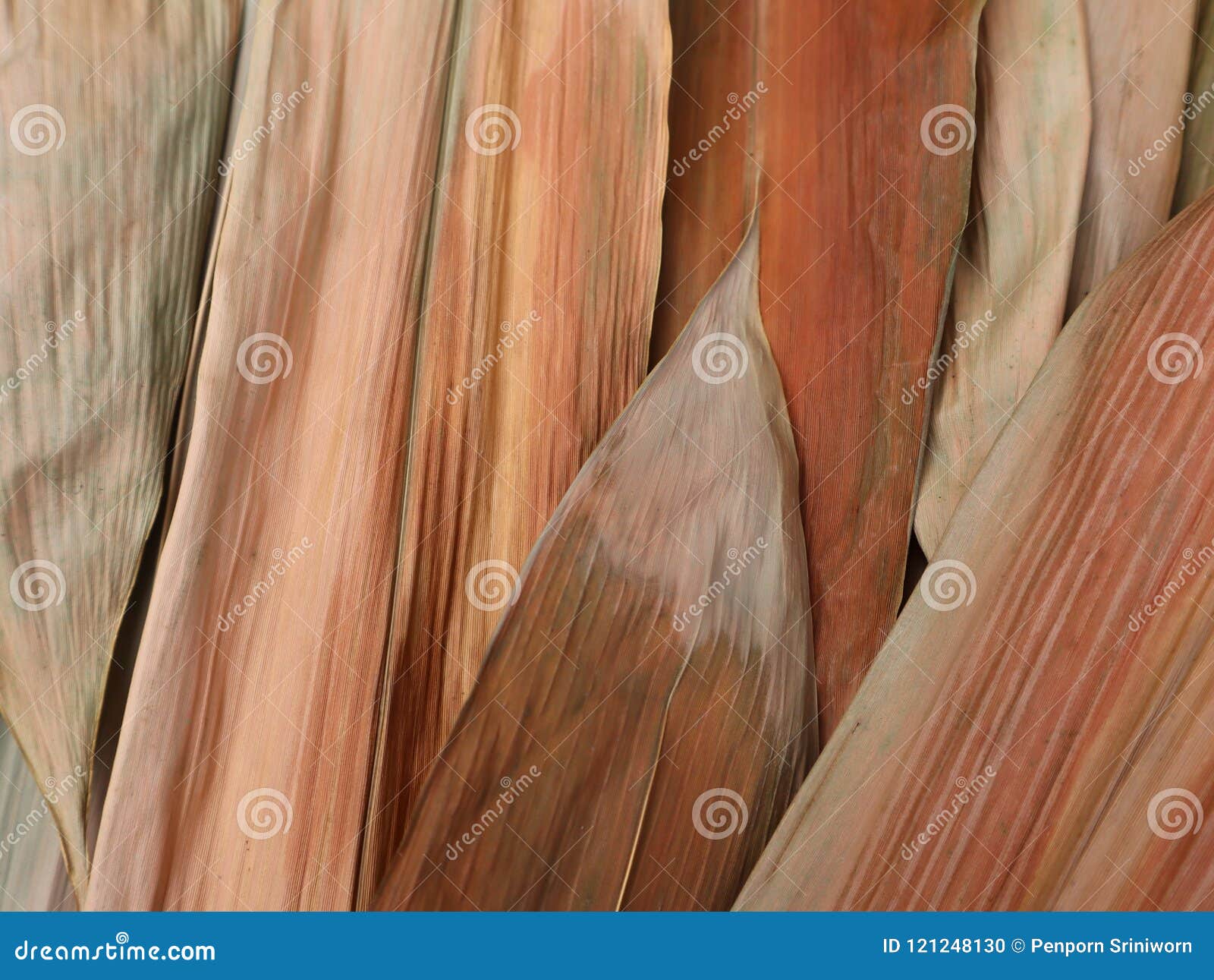 Dried bamboo leaves stock photo. Image of background - 121248130
