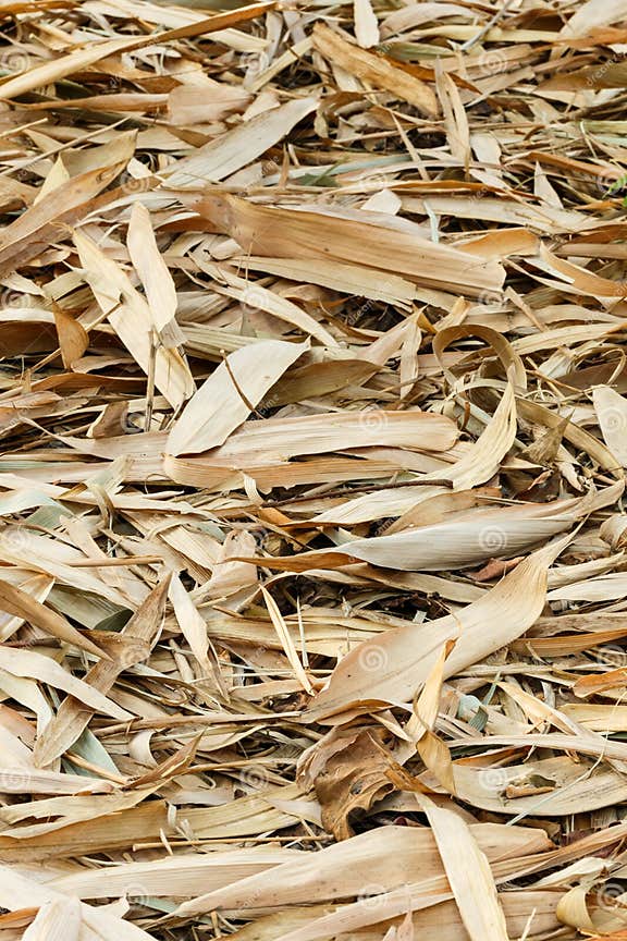 Dried bamboo leaves stock photo. Image of formal, horizontal - 48498022