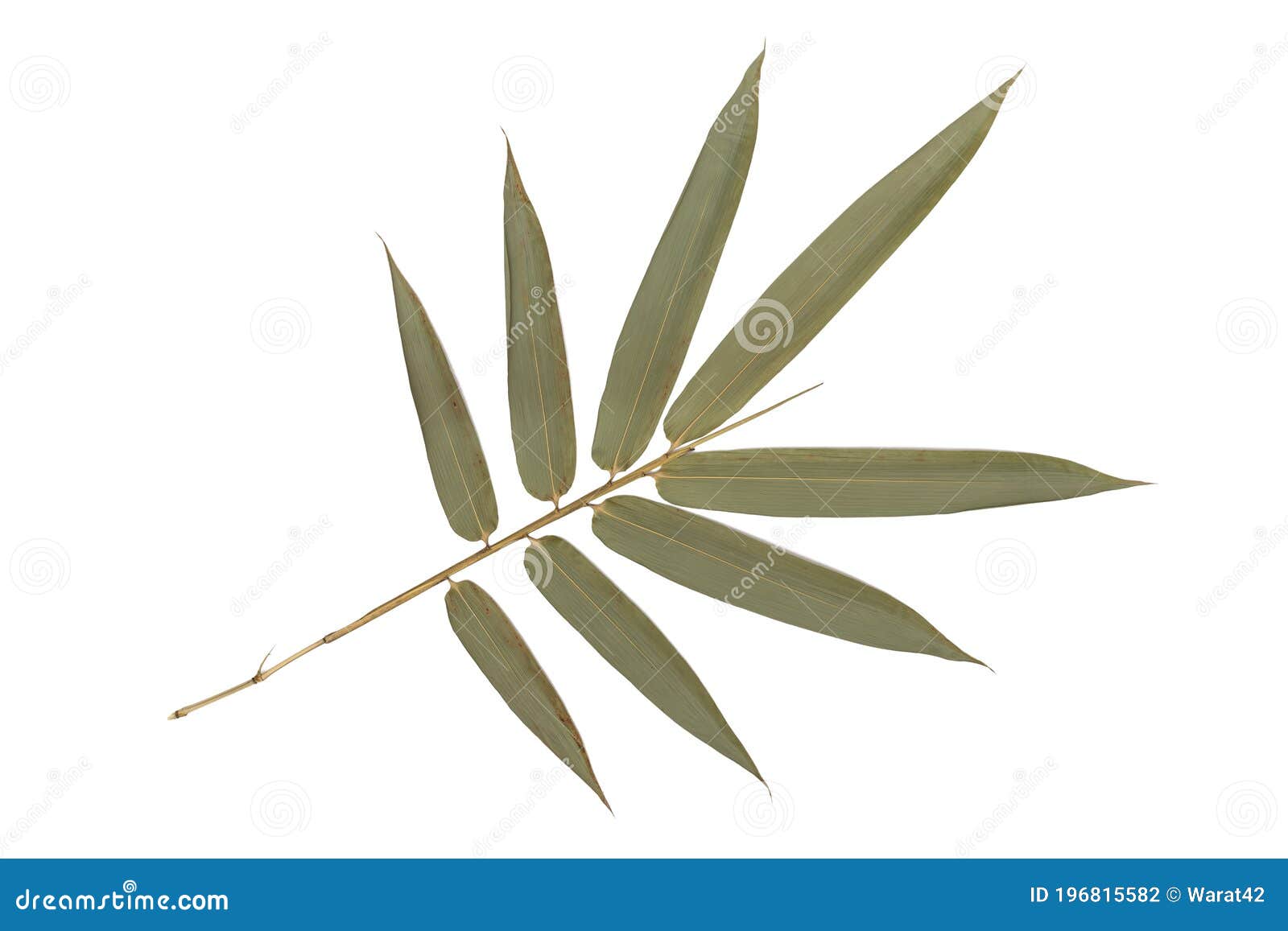 Dried Bamboo Leaves Pattern Isolated on White Background,back View ...