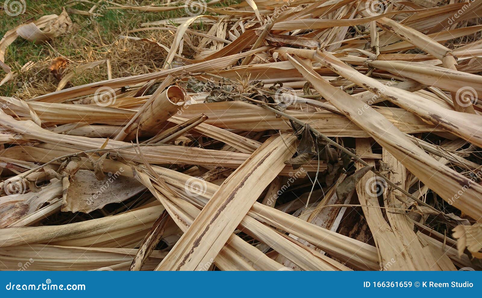 Dried Bamboo Leaves Scattered on the Grass Stock Image - Image of dried ...